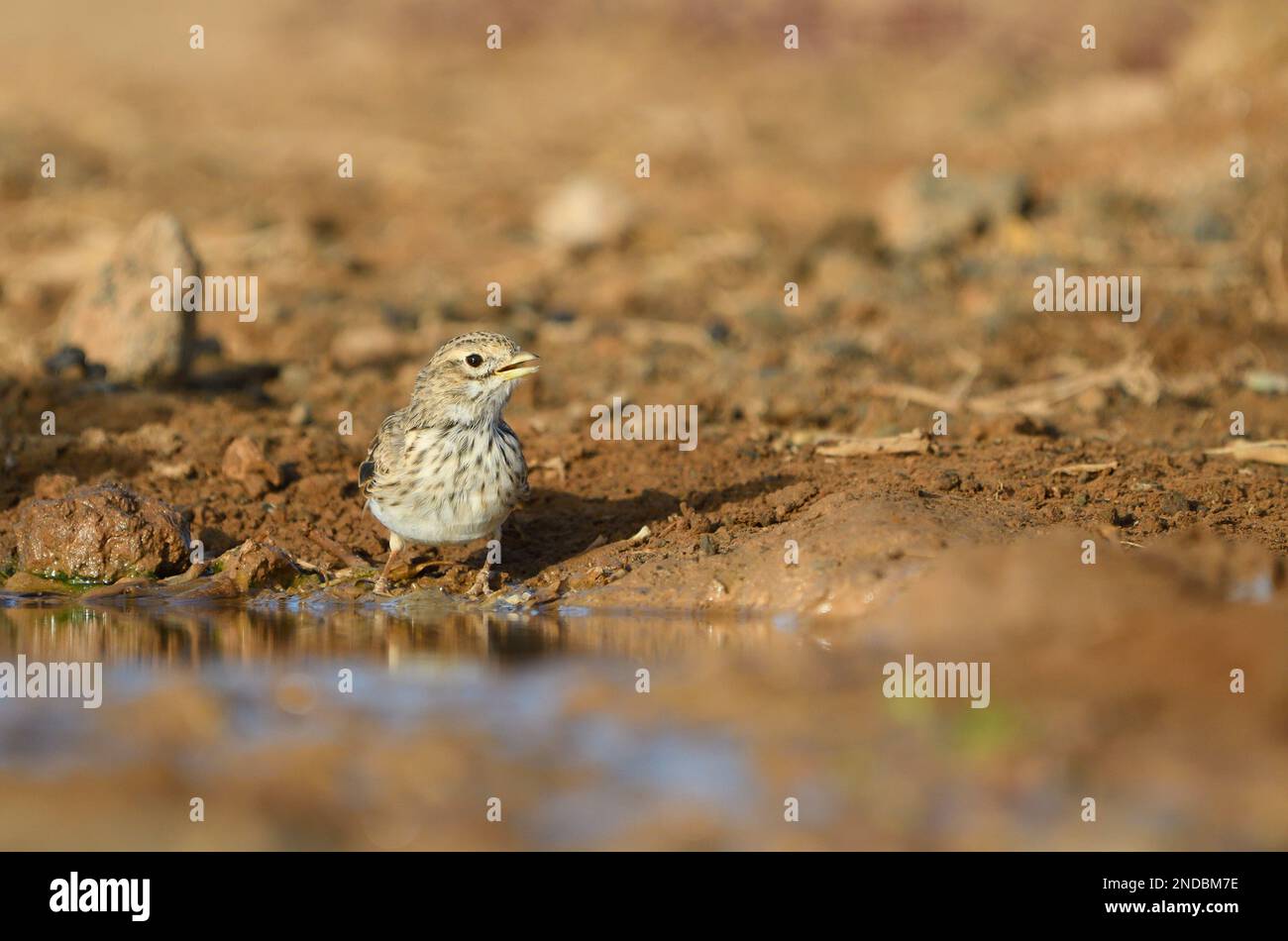 Bird drinking water in the volcanic desert of Corralejo Stock Photo - Alamy