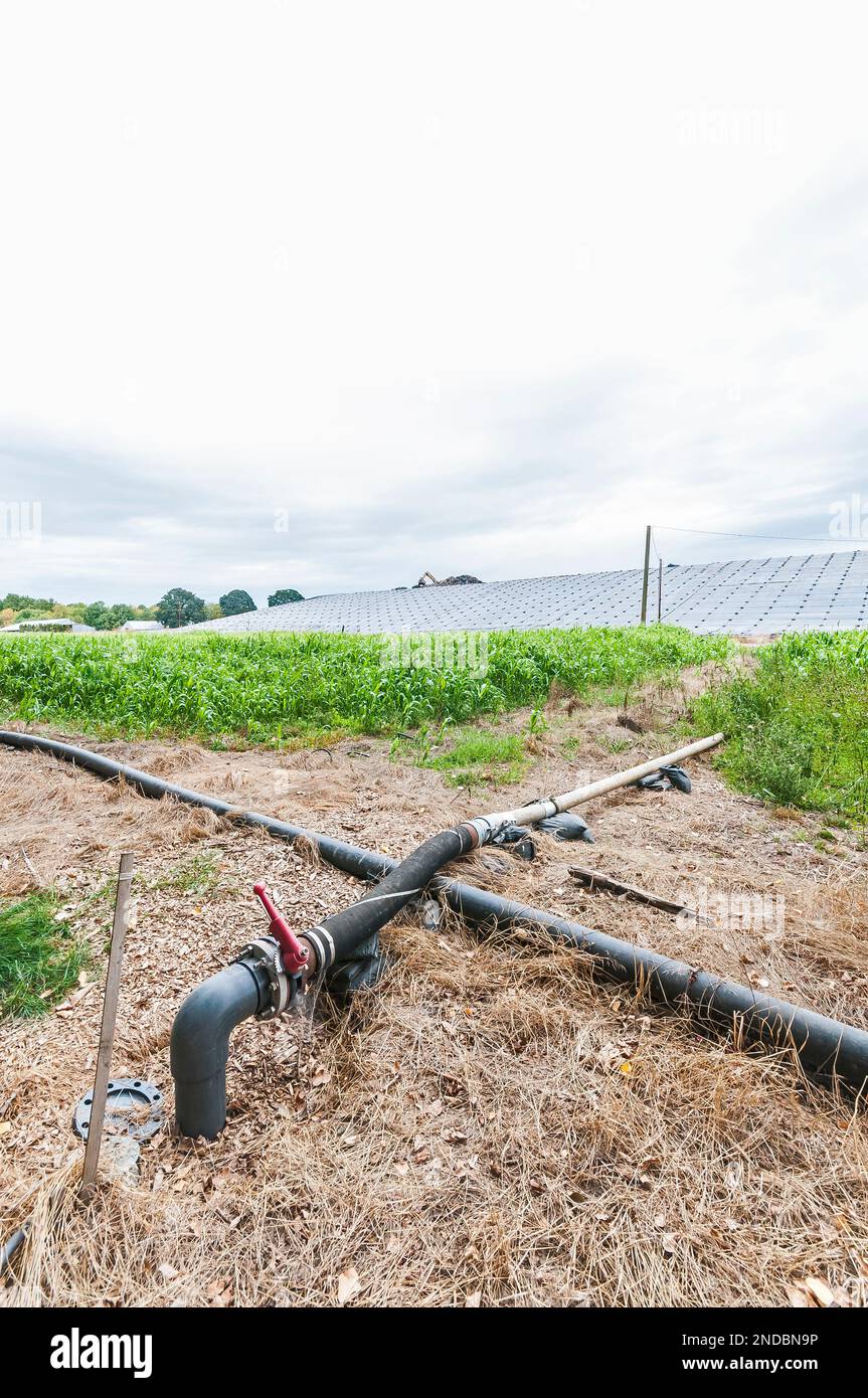 PVC piping and rubber hose crisscross each other carrying methane gas ...