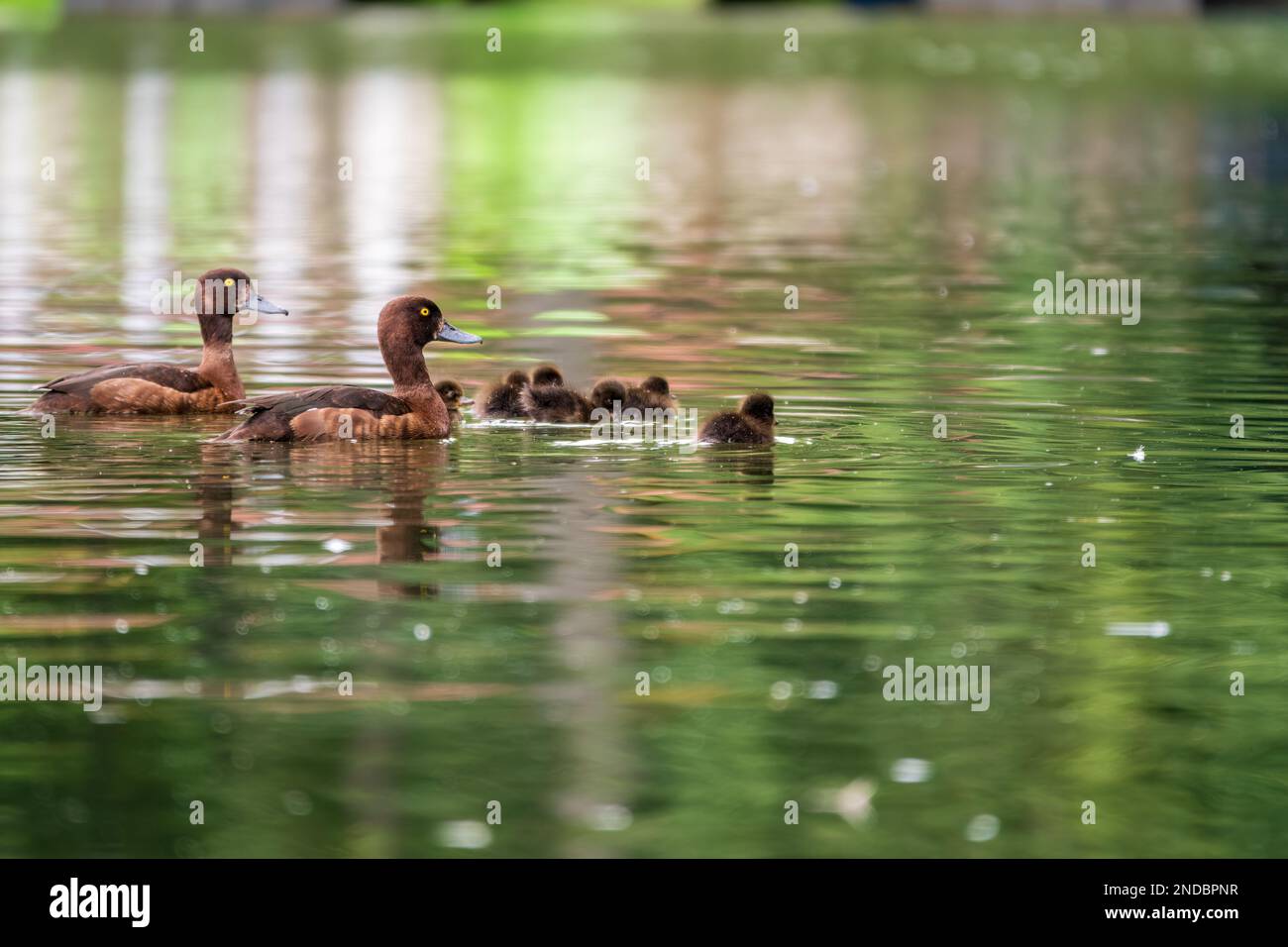 Tufted duck Family swims with their ducklings in green lake water. A ...