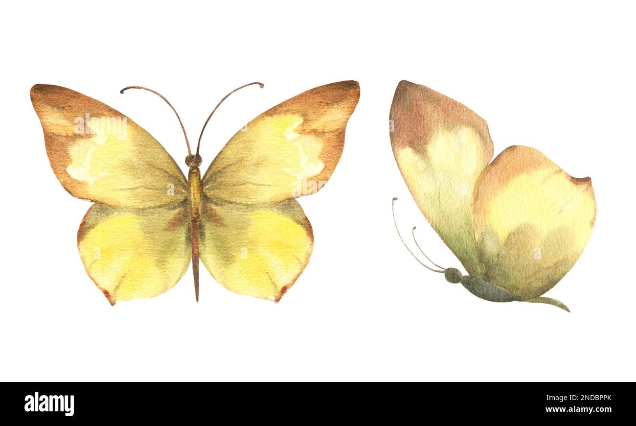 Watercolor illustration of yellow butterflies, isolate on white ...