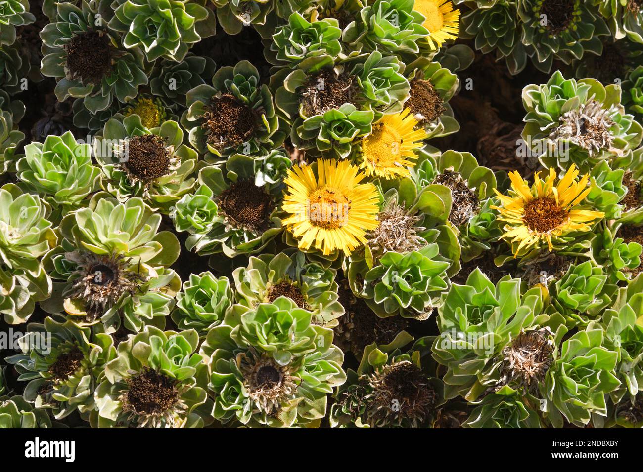 Asteriscus sericeus hi-res stock photography and images - Alamy