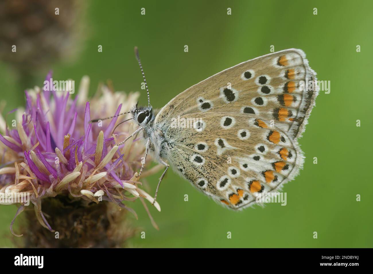 Natural closeup on a Icarus blue butterfly, Polyommatus icarus on a ...