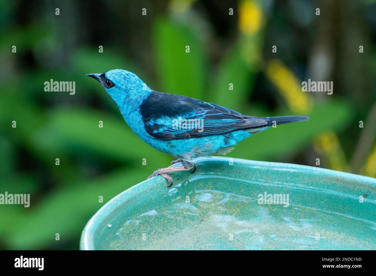 Blue bird on a branch. The blue dacnis or turquoise honeycreeper ...
