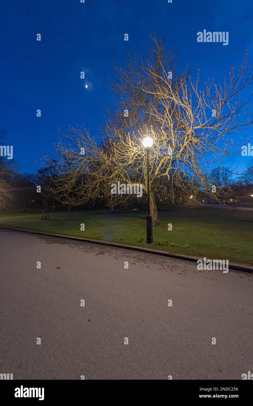 Lamp post by a tree in a park at night Stock Photo - Alamy