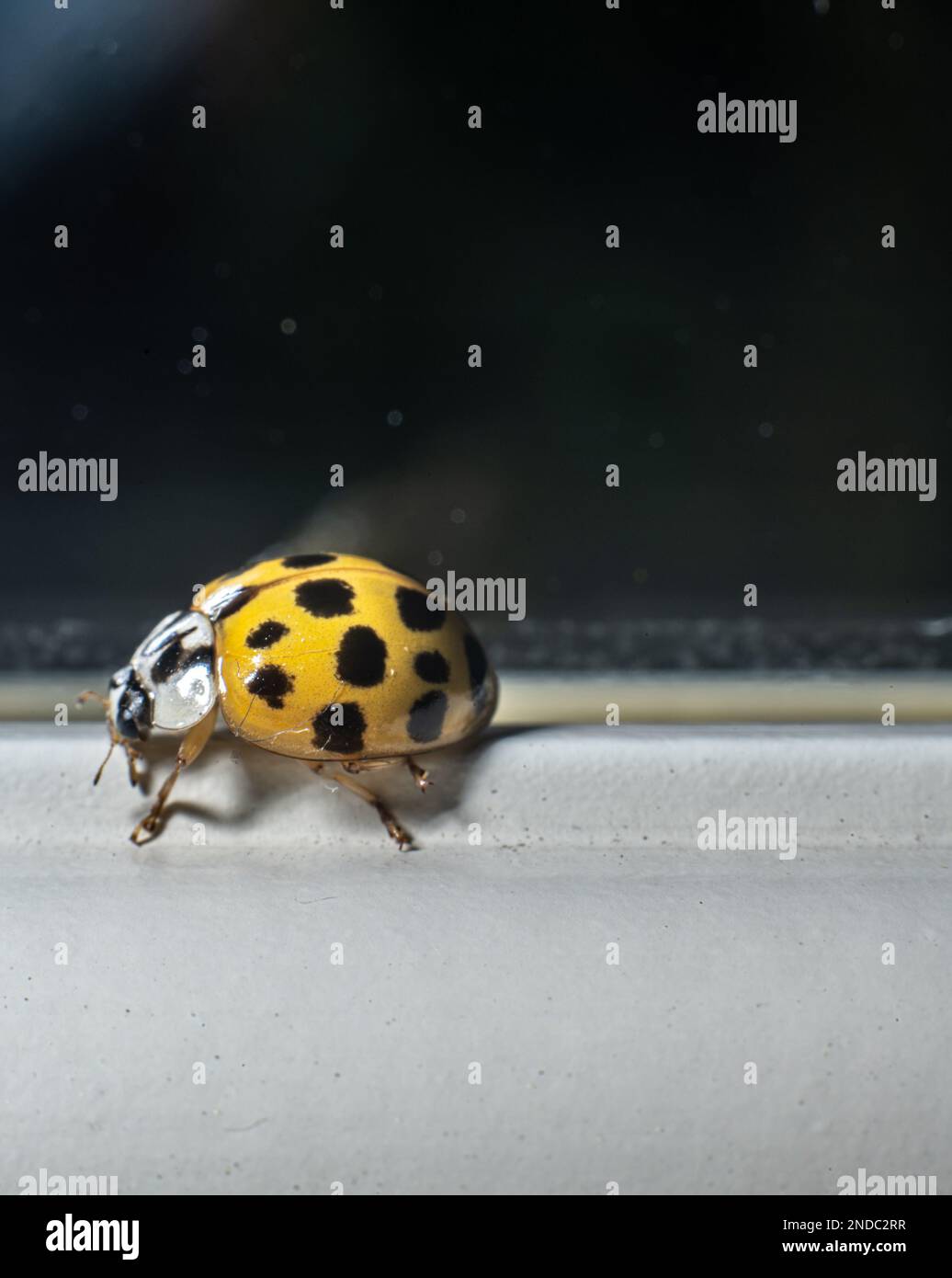 22 spotted lady beetle hi-res stock photography and images - Alamy