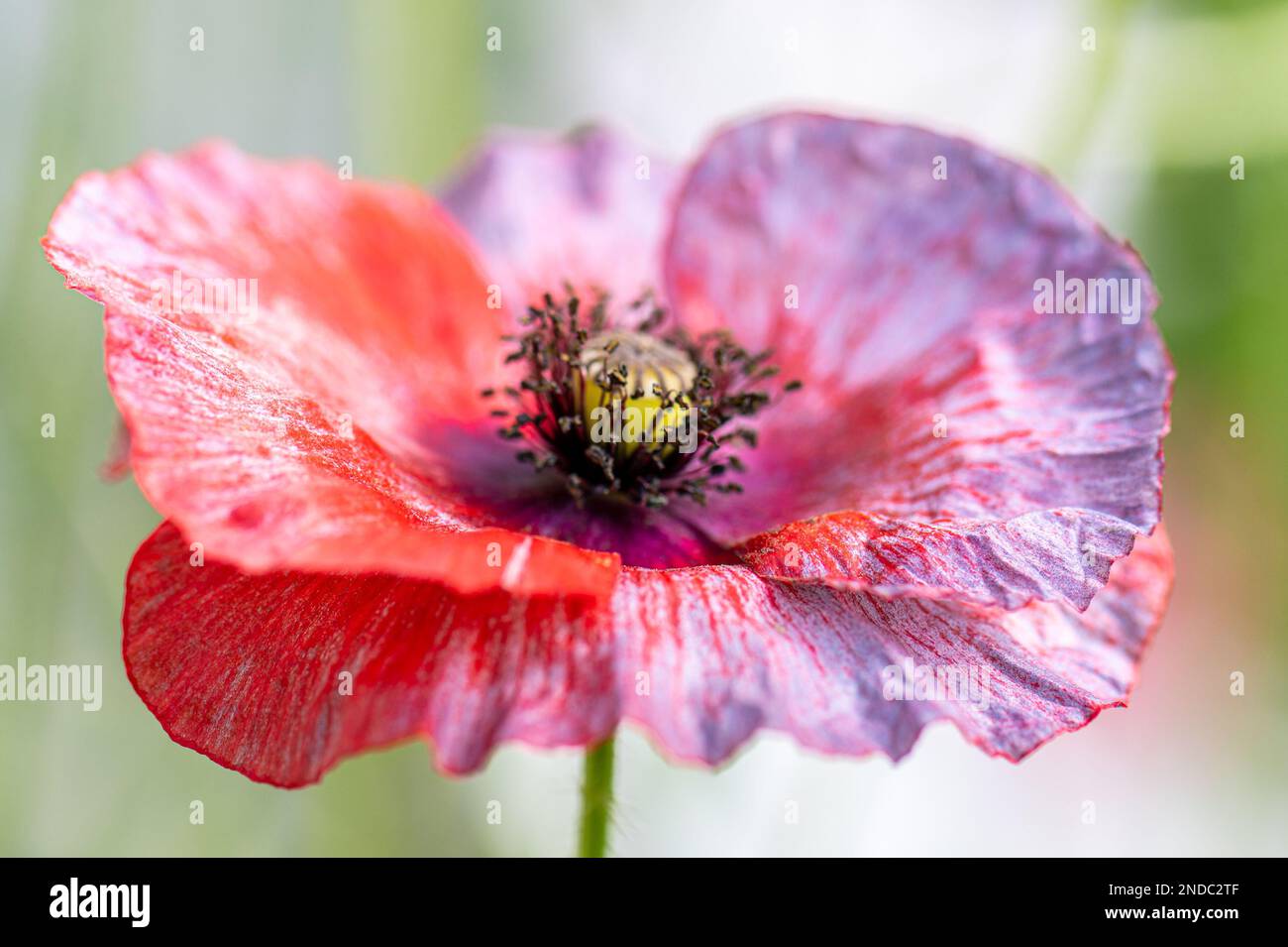 Poppy flower in sunlight hi-res stock photography and images - Alamy