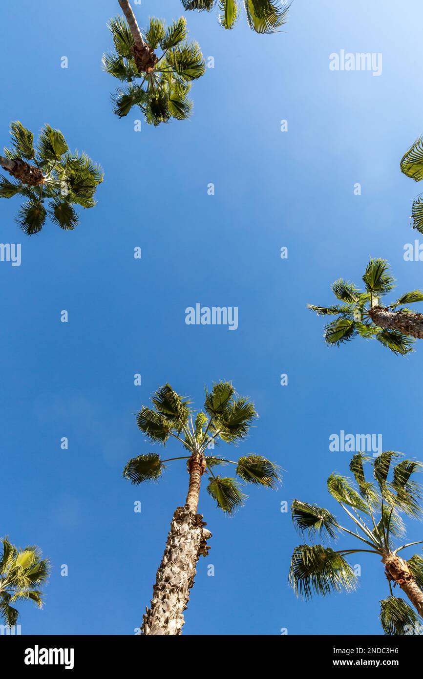 Vertical view tall palm hi-res stock photography and images - Alamy