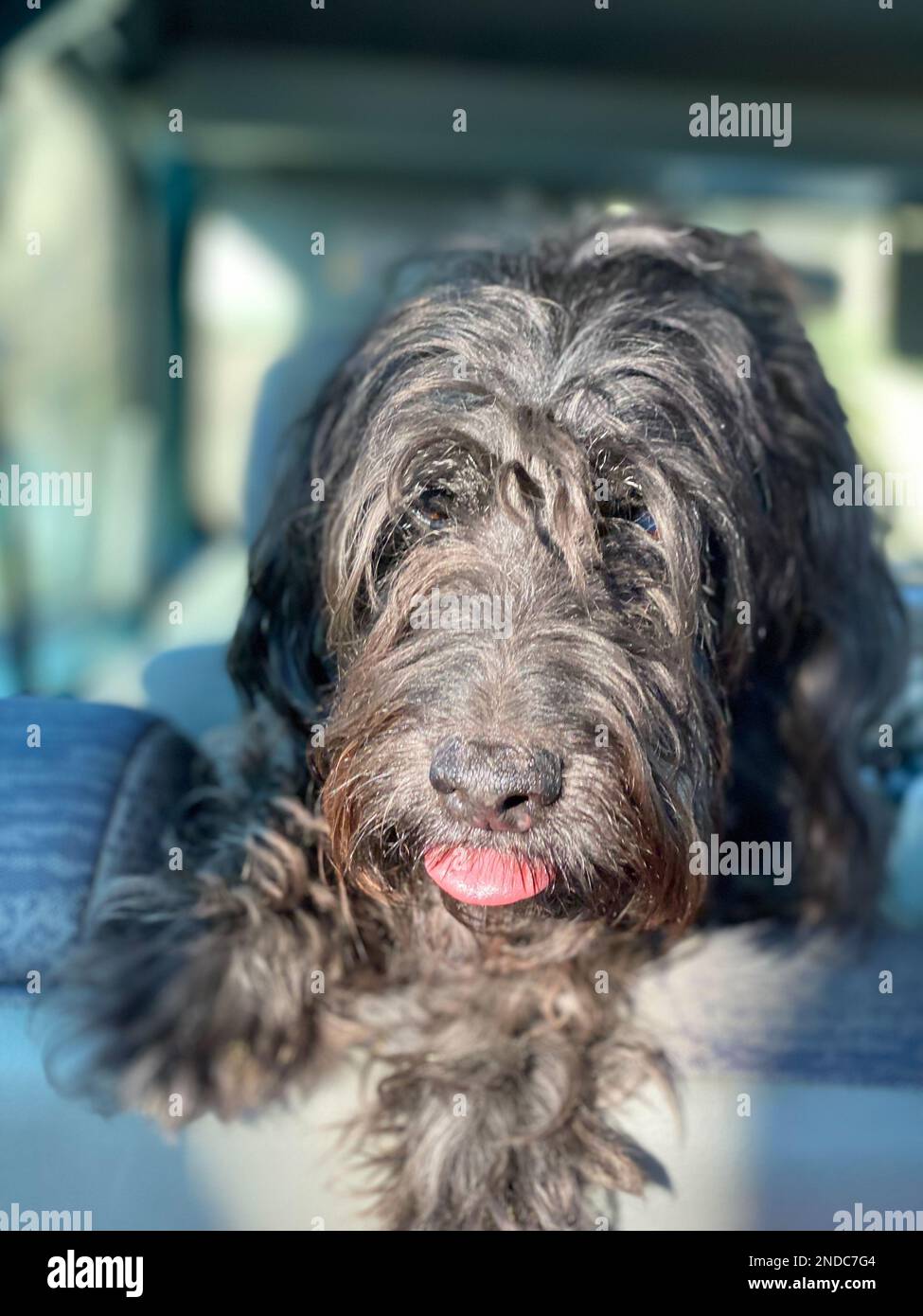 A portrait of black Bergamasco shepherd doggy lying under sun Stock ...