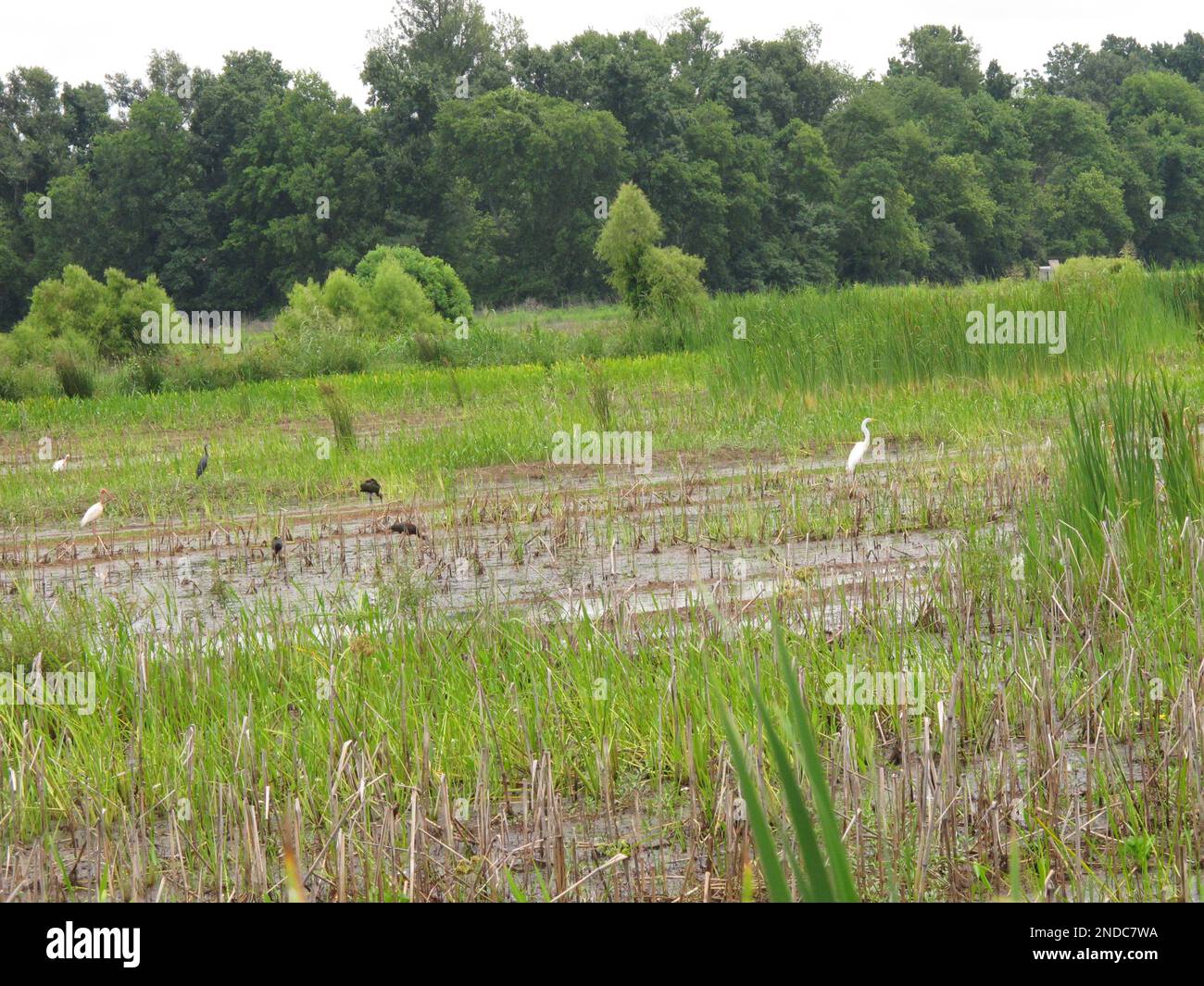 Migratory birds hunt for food on a partially flooded crawfish farm ...