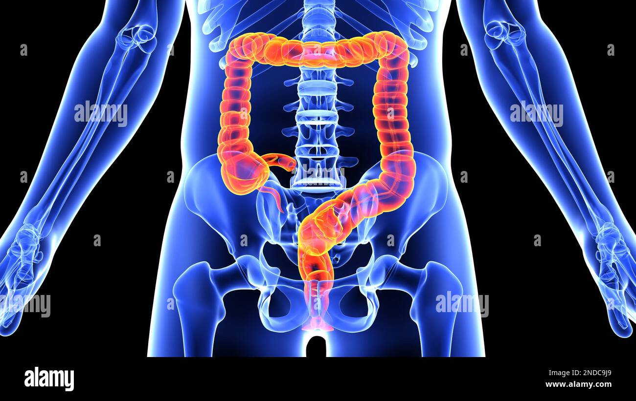 A human body diagram with guts highlighted Stock Photo - Alamy