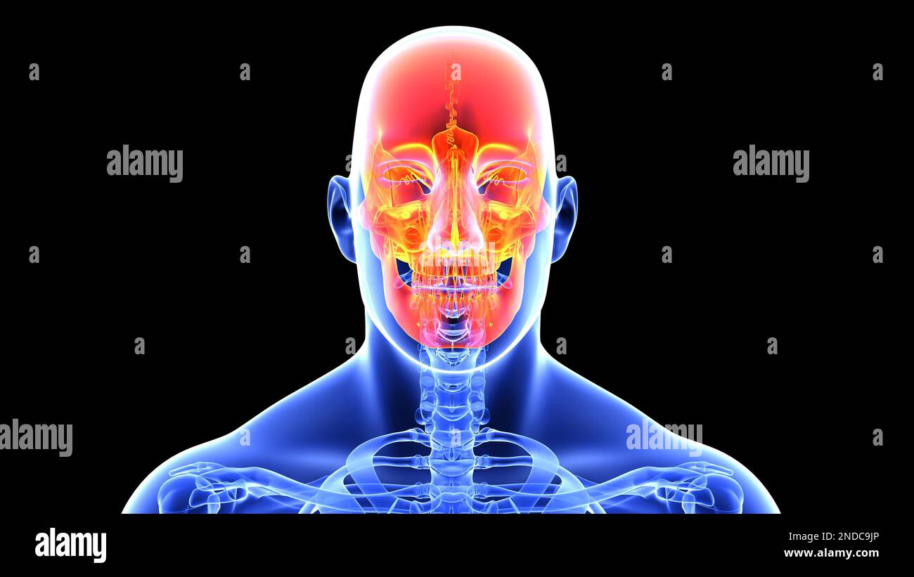 A human body diagram representing the headache Stock Photo - Alamy