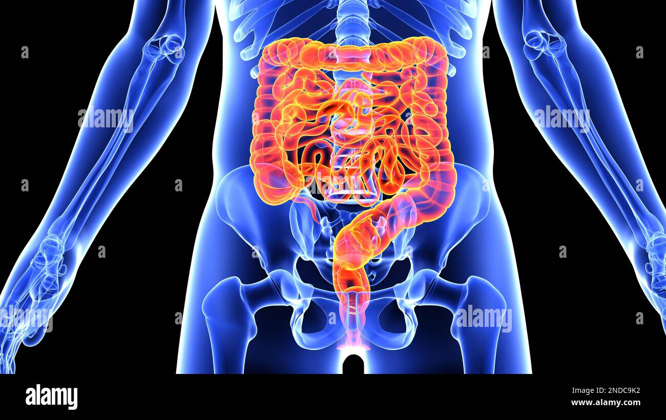 Human body diagram hi-res stock photography and images - Alamy