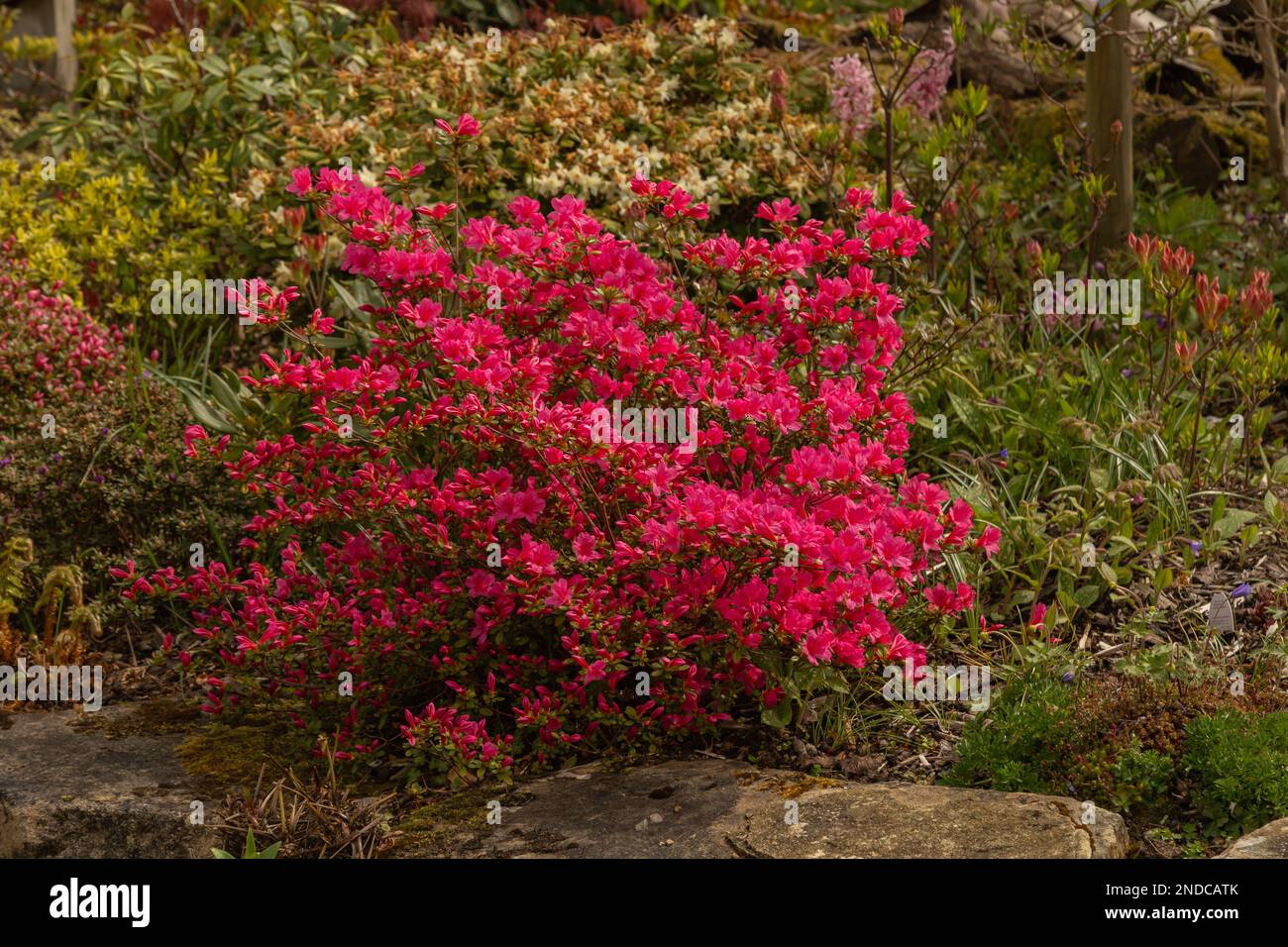 Azalea 'Dwarf Red'. A compact azalea with red compact flowers Stock ...