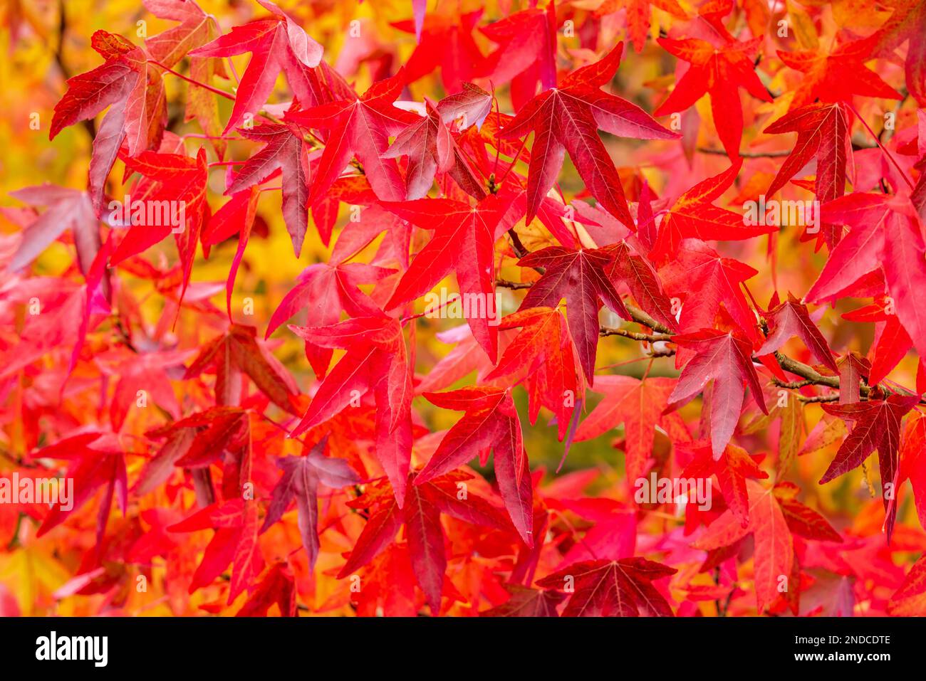 Japanese acer tree hi-res stock photography and images - Alamy