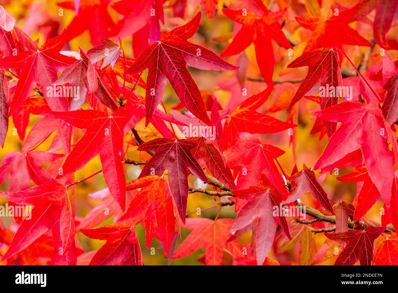 Japanese acer tree hi-res stock photography and images - Alamy