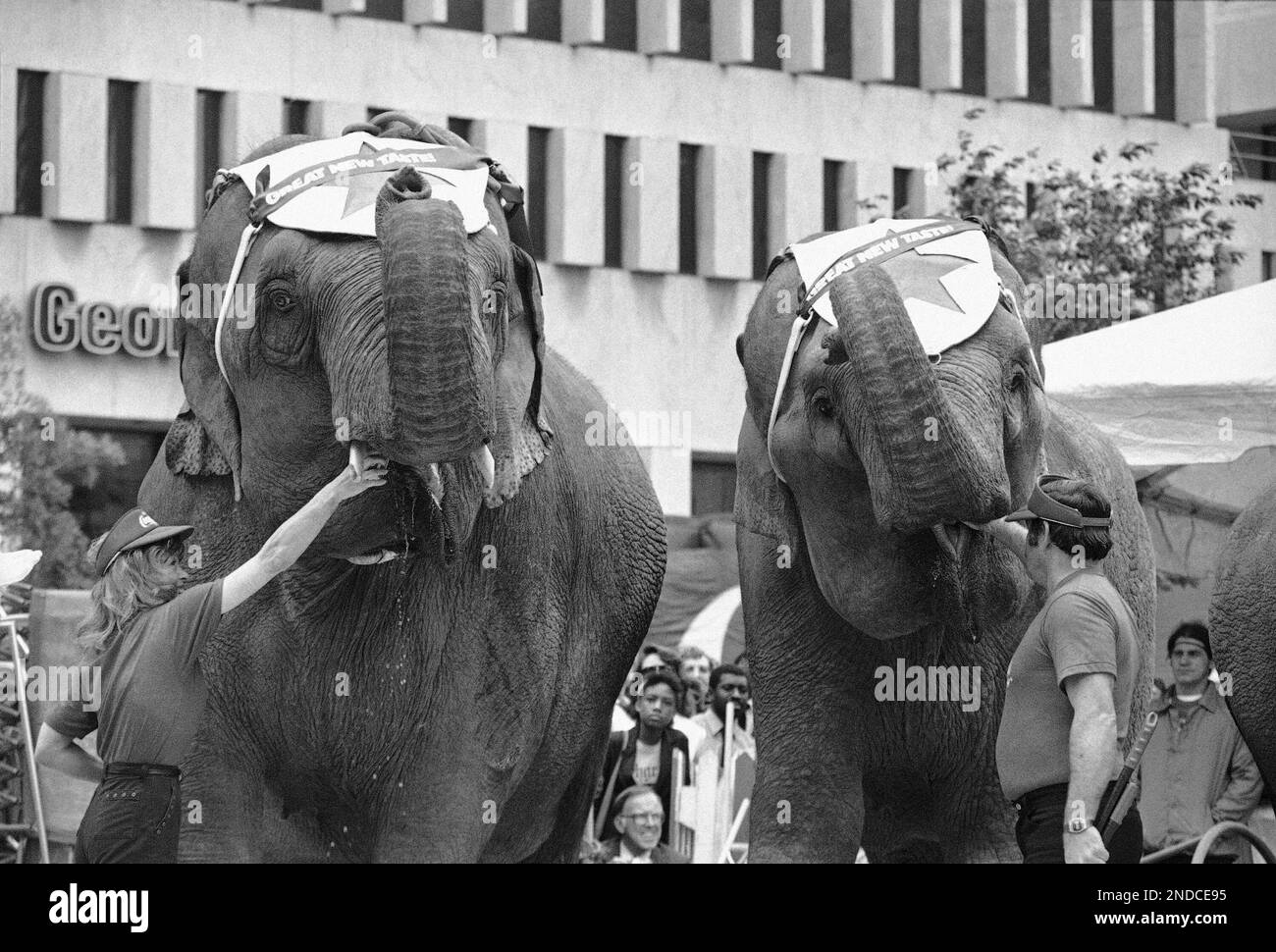 An animal trainer gives an elephant a taste of the new Coca-Cola in ...