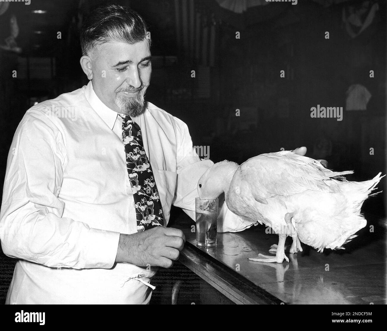William "Billy Goat" Sianis, tavern proprietor, watches his four-legged ...