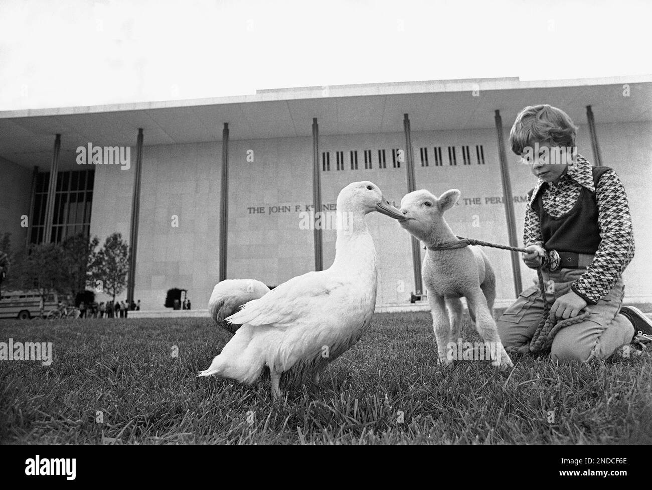 Cuddles, a white duck living at the Kennedy Center for the Performing ...