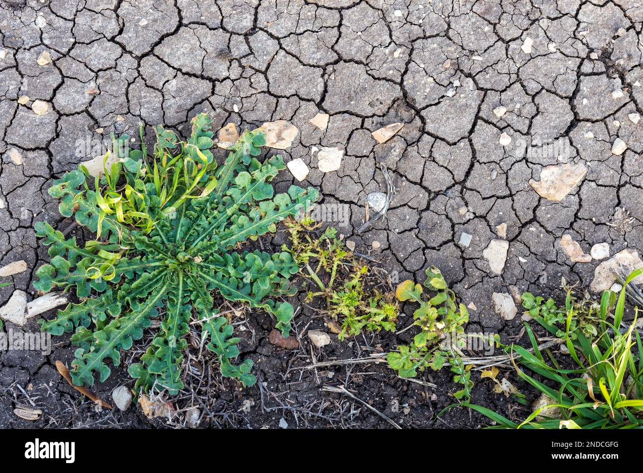 background of cracked dry lands. Natural texture of soil with cracks ...