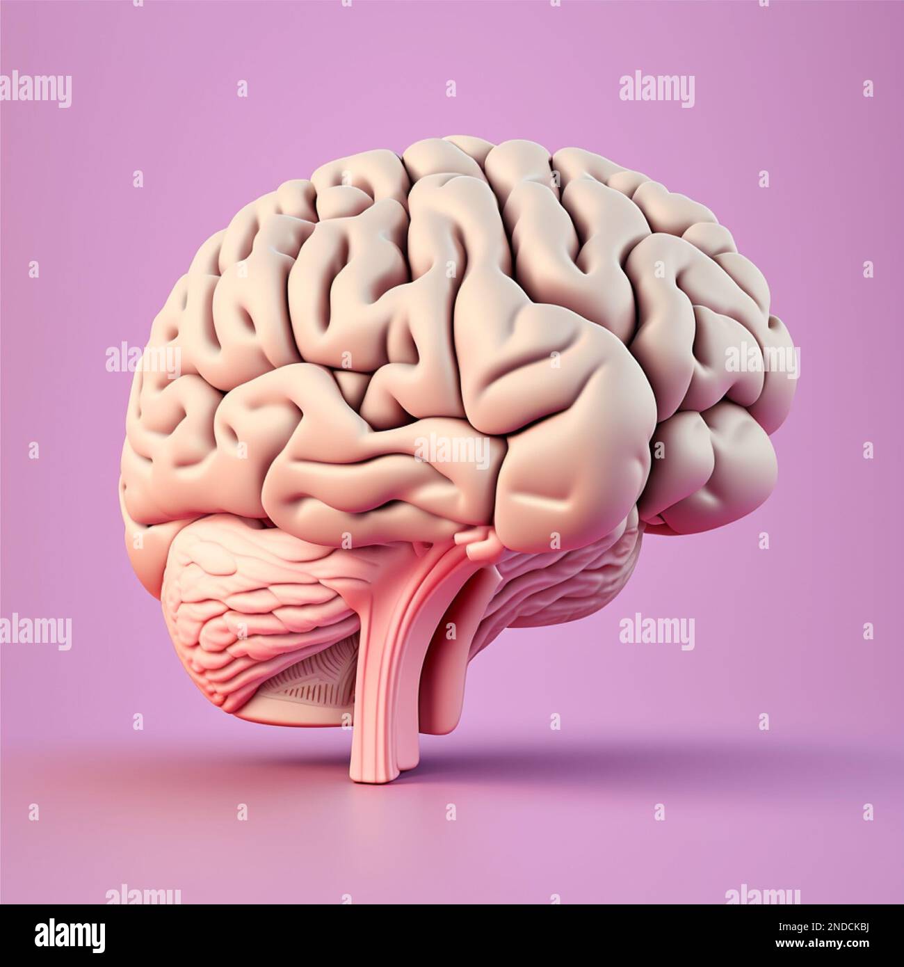 Plastic model of human brain, isolated ps 10 Stock Photo - Alamy