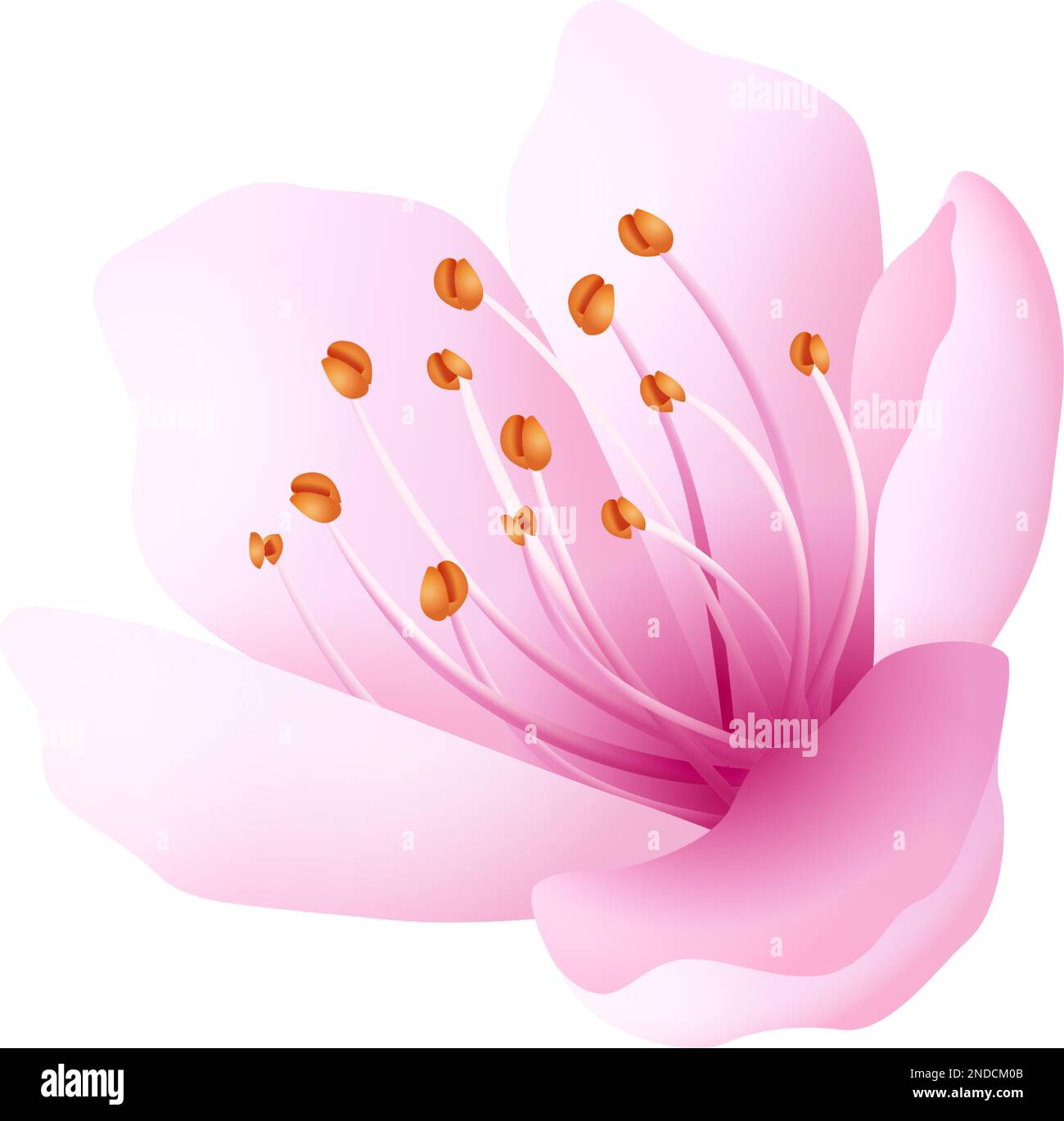 Japanese pink flower. Cherry bloom realistic element Stock Vector Image ...