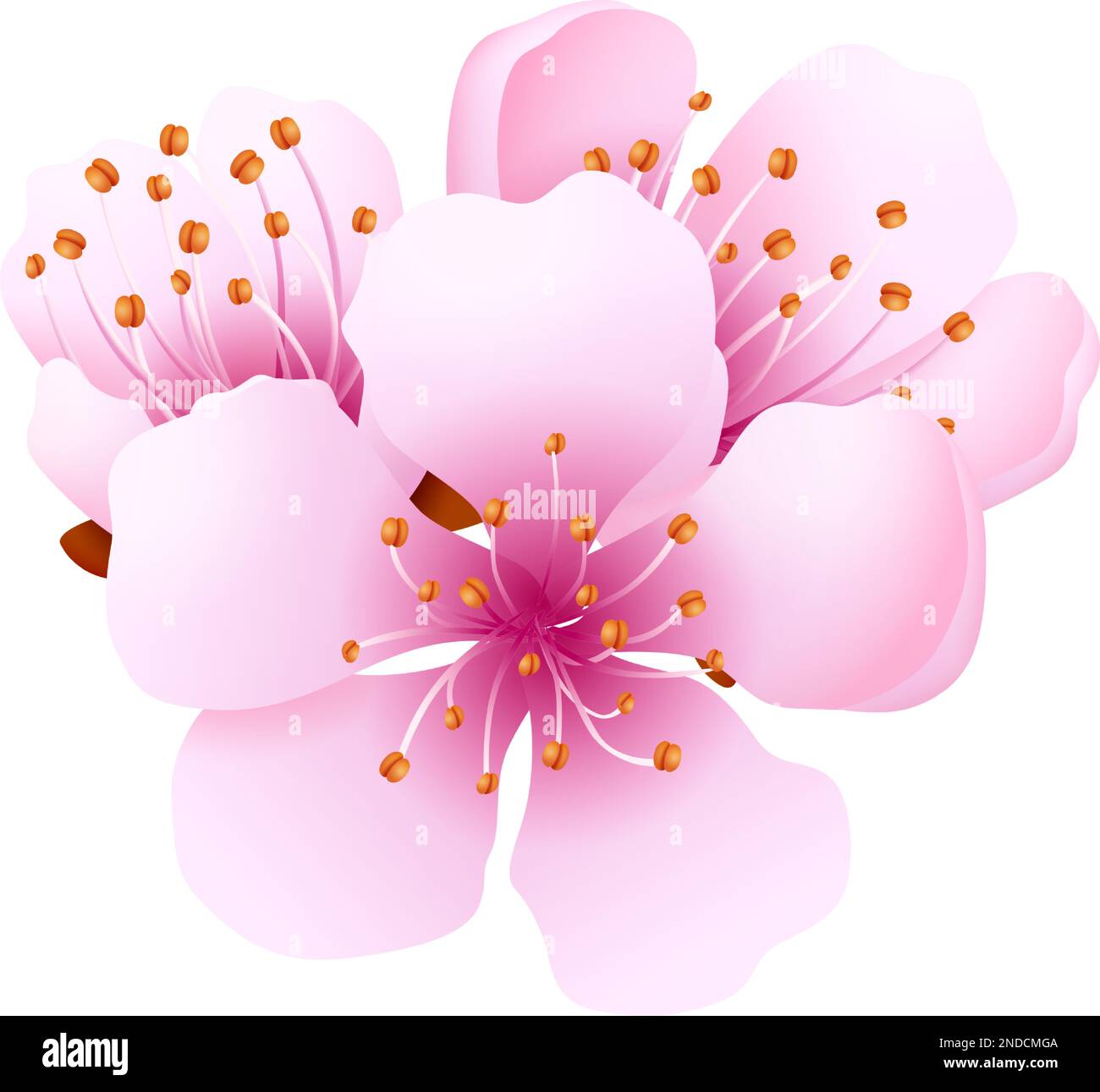 Sakura blossom. Realistic pink flowers. Floral element Stock Vector ...