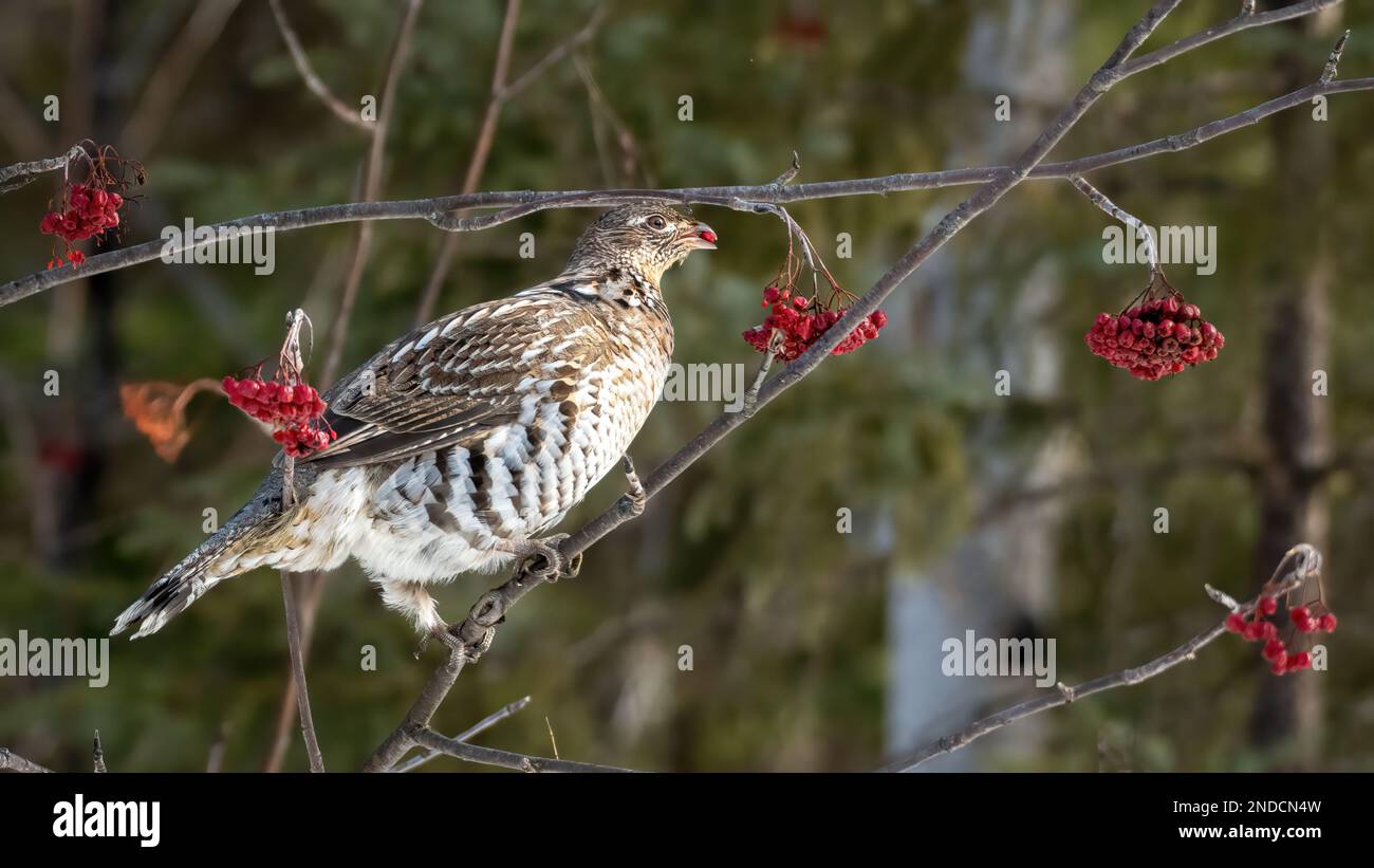Female ruffed grouse (Bonasa umbellus) perched on a branch and eating ...