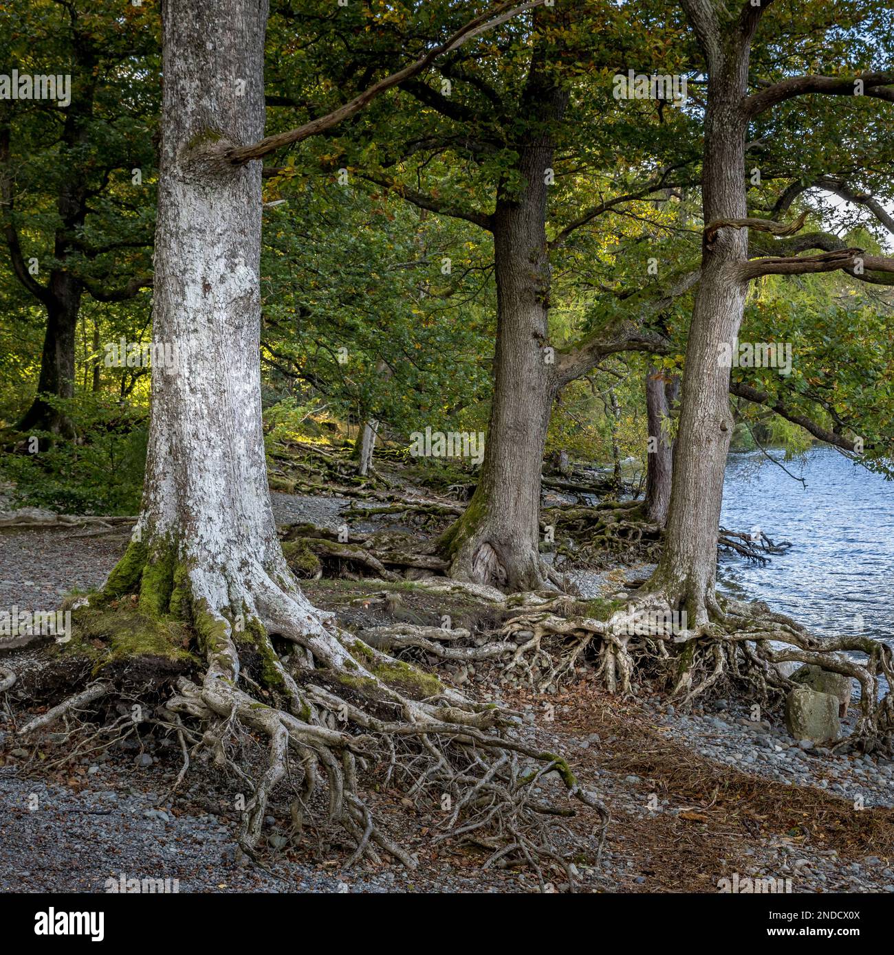 Exposed tree root system hi-res stock photography and images - Alamy