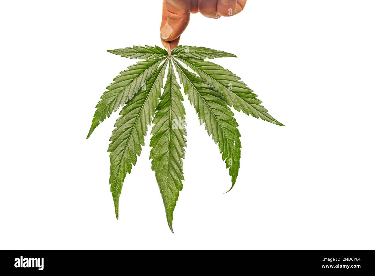 Hemp flower cigarette hi-res stock photography and images - Alamy