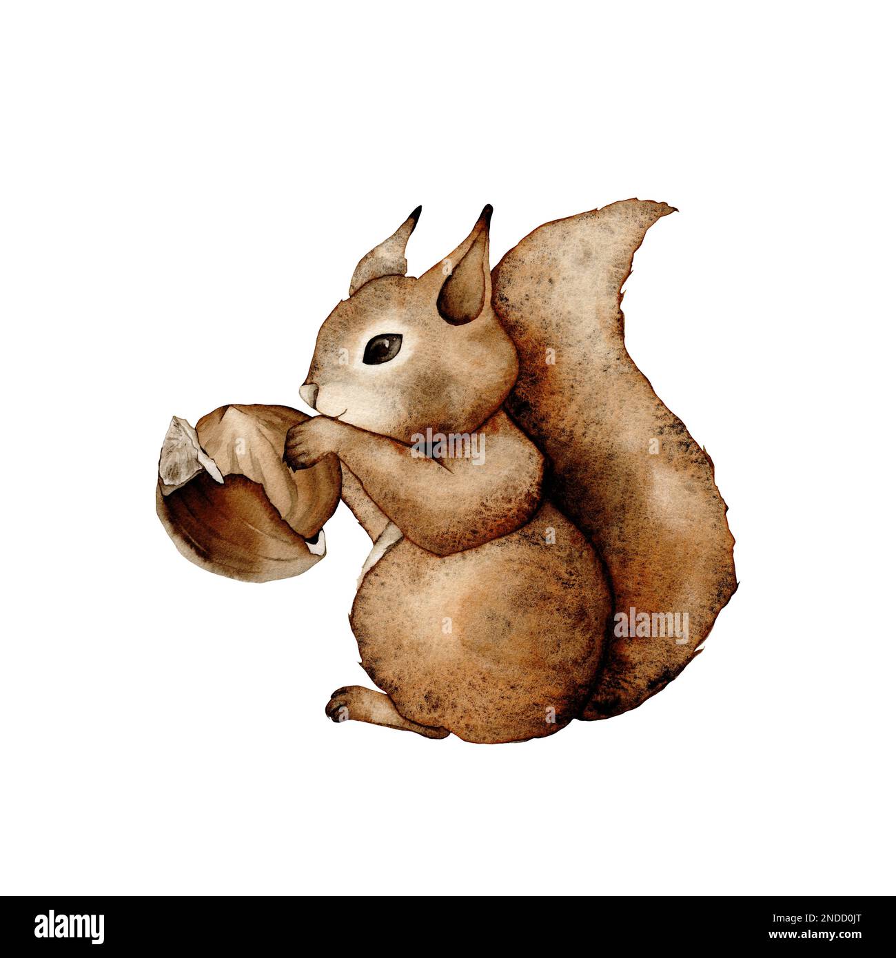 Squirrels and hazelnuts clipart, cute animal character illustration for ...