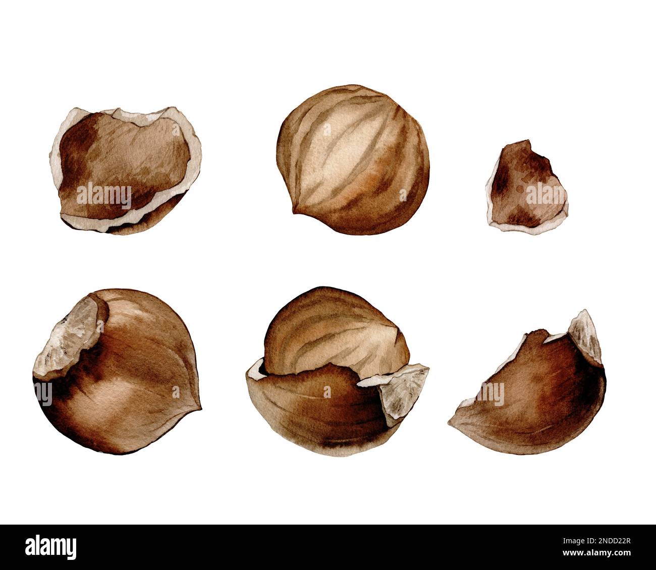 Hazelnut elements set. Hand-drawn watercolor illustration. whole and ...