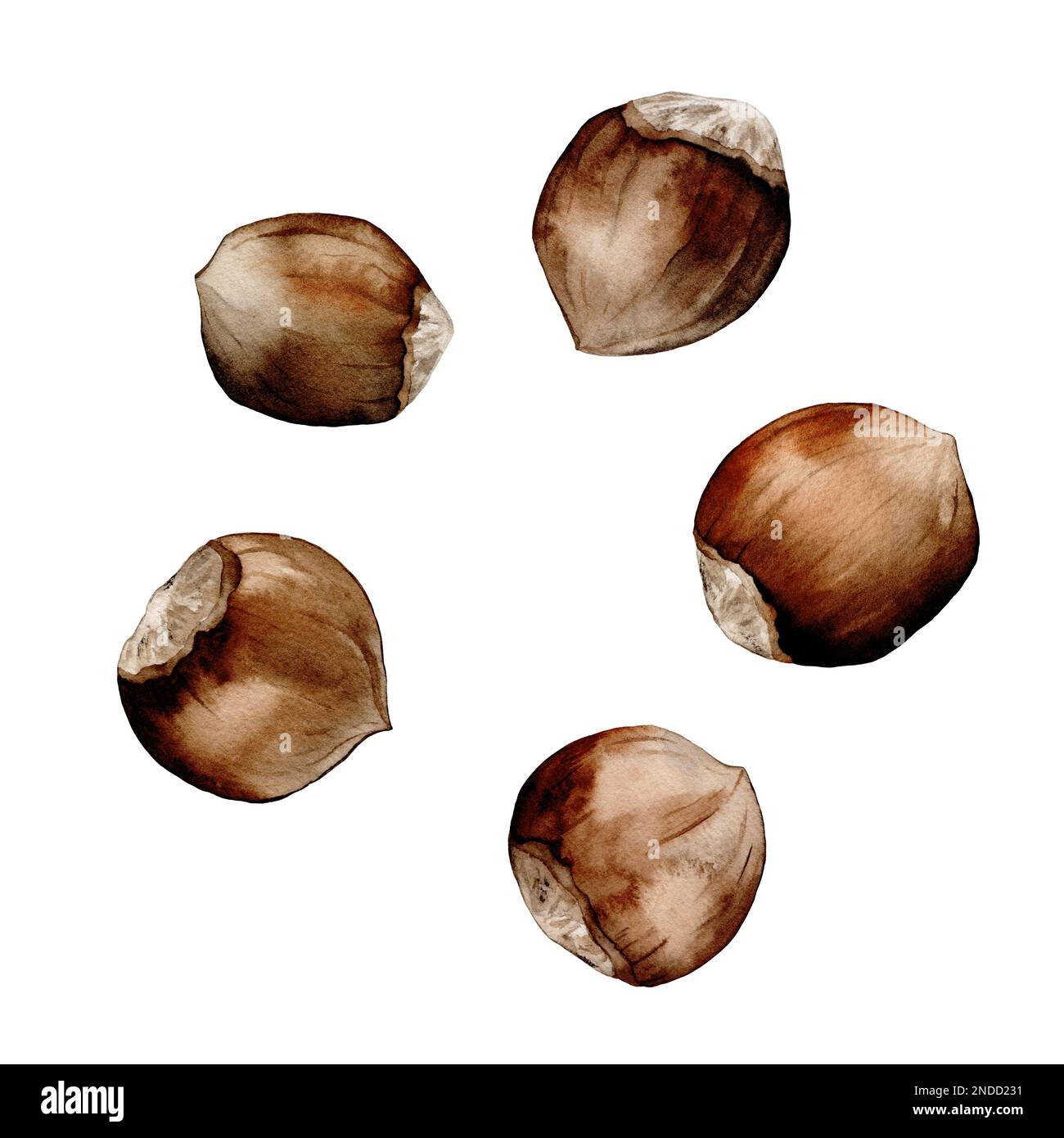 Hazelnut elements set. Hand-drawn watercolor illustration. whole slice ...