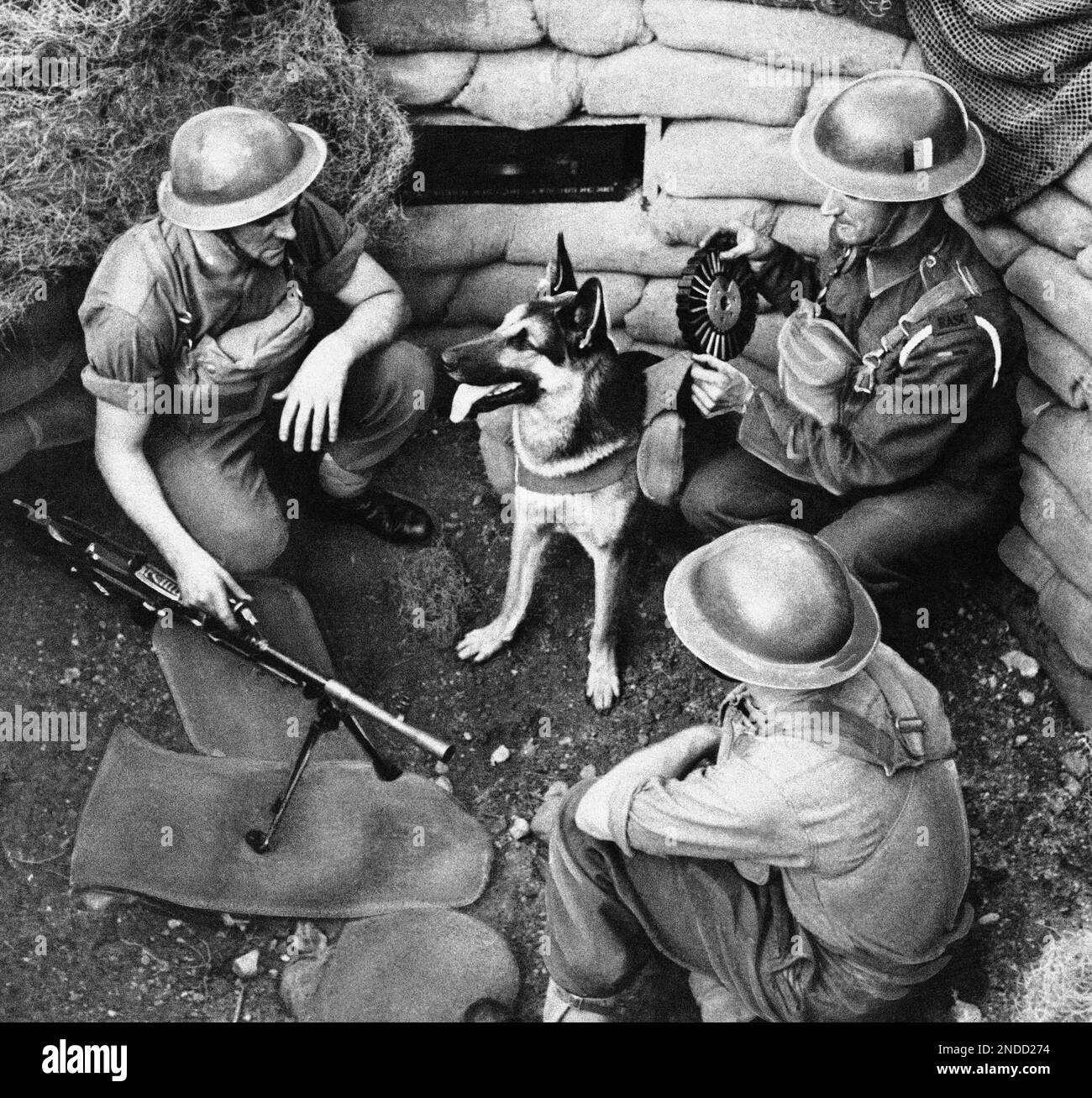 Mark, a German shepherd dog, does his bit as an ammunition carrier with ...