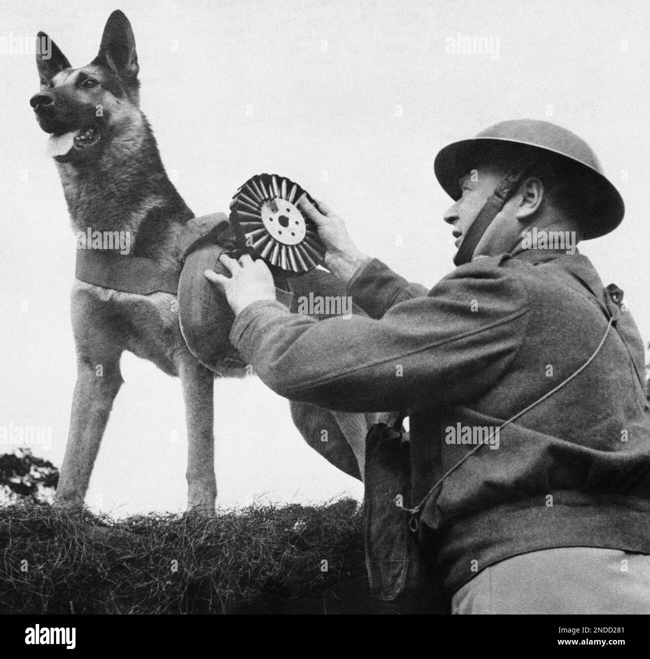 Mark, a German shepherd dog, does his bit as an ammunition carrier with ...