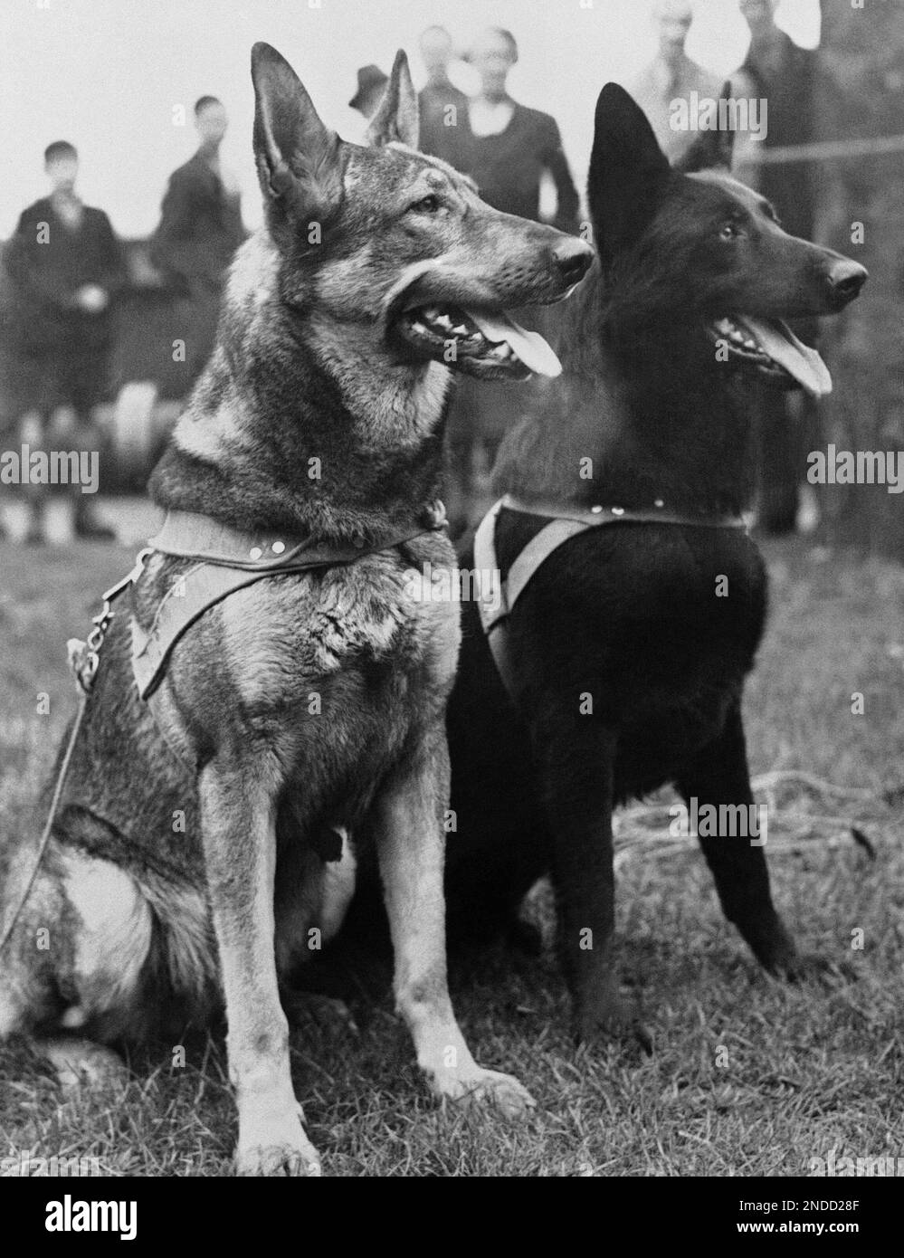 Many a robot bomb victim owes their life and safety to the efforts of ...