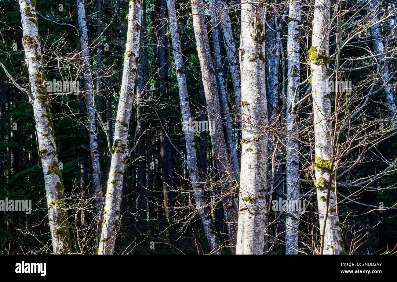 Light and dark green trees hi-res stock photography and images - Alamy
