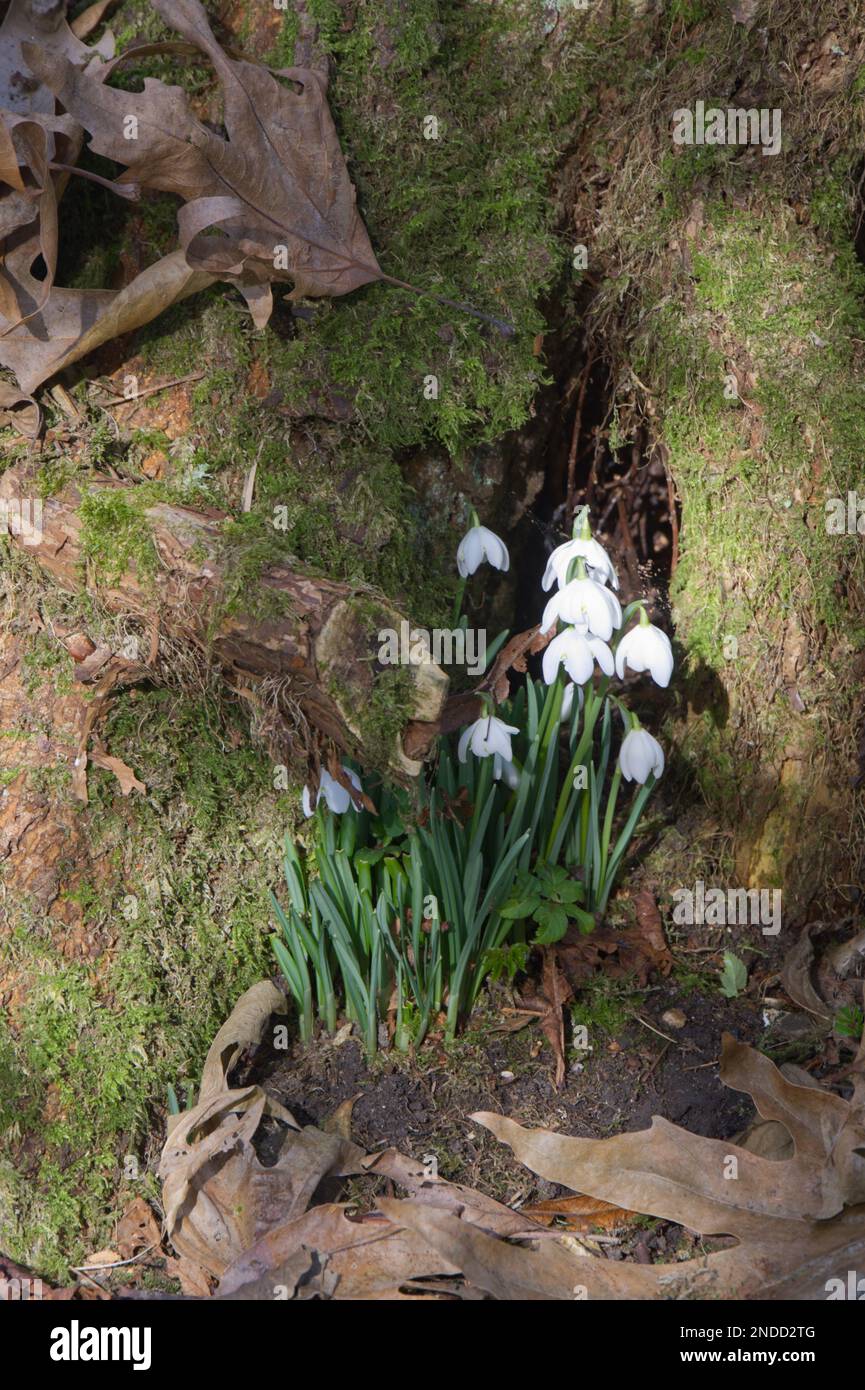 Snowdrop tree trunk hi-res stock photography and images - Alamy