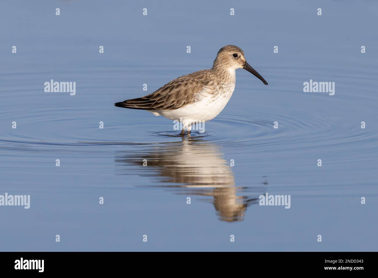 Calibris alpina hi-res stock photography and images - Alamy