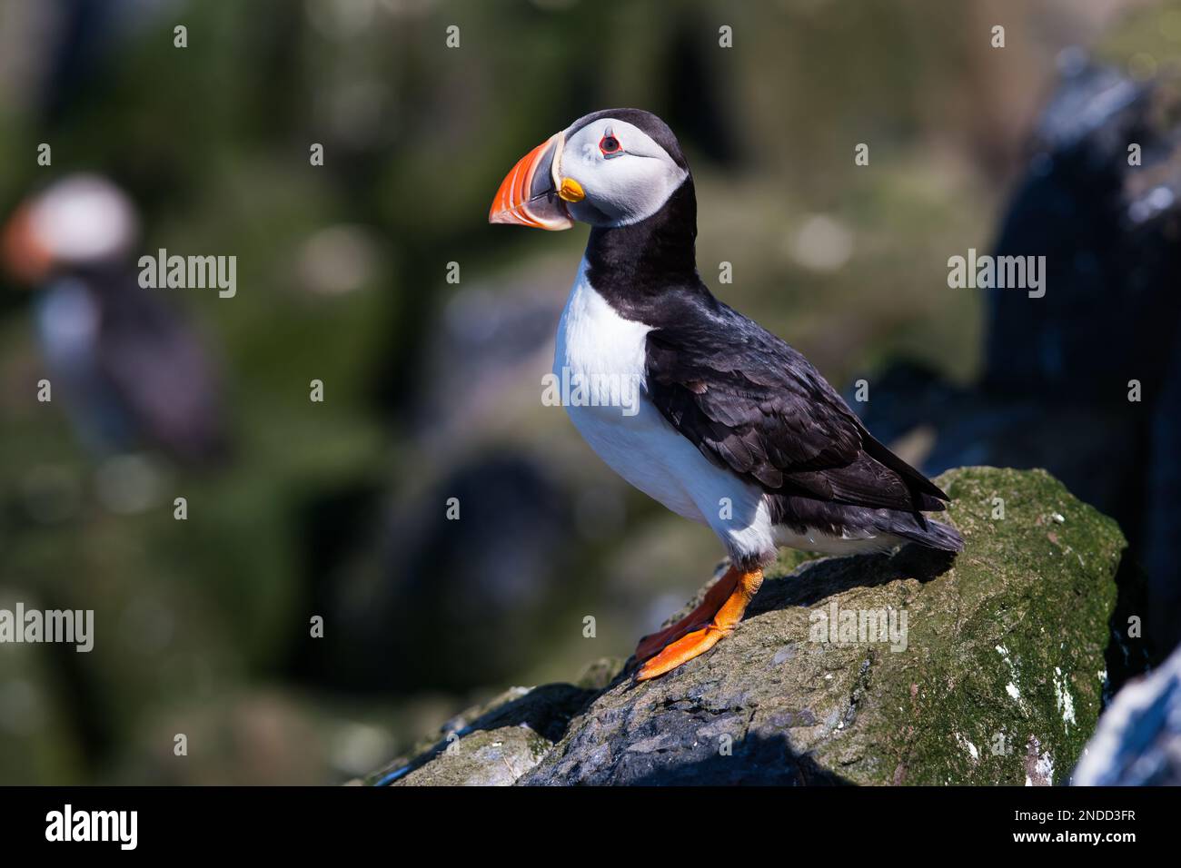 Puffin standing on some rocks Stock Photo - Alamy