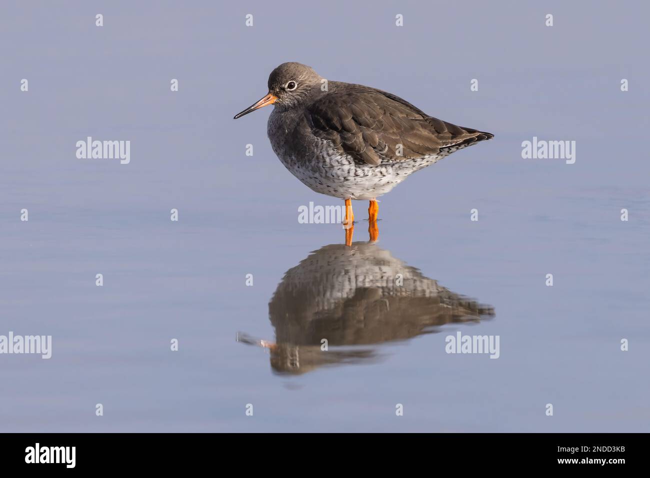 Redshank standing in water Stock Photo - Alamy