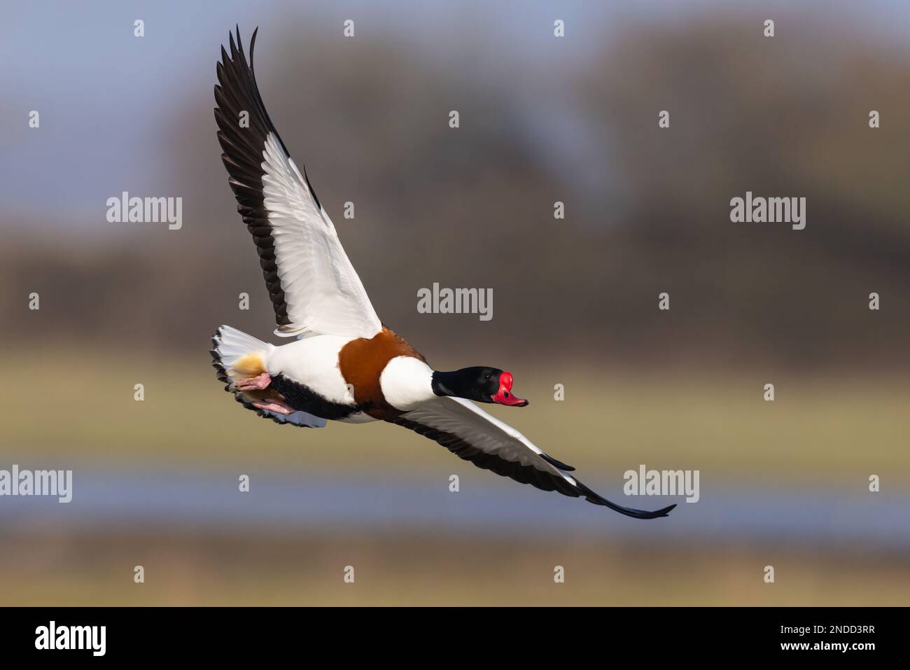 Ducks flying uk water hi-res stock photography and images - Alamy