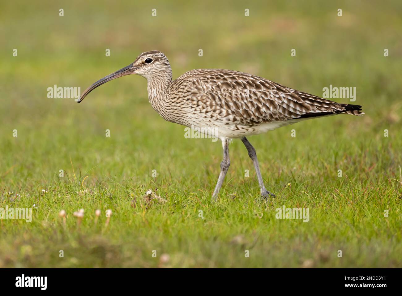 Whimbrel on grassland Stock Photo - Alamy