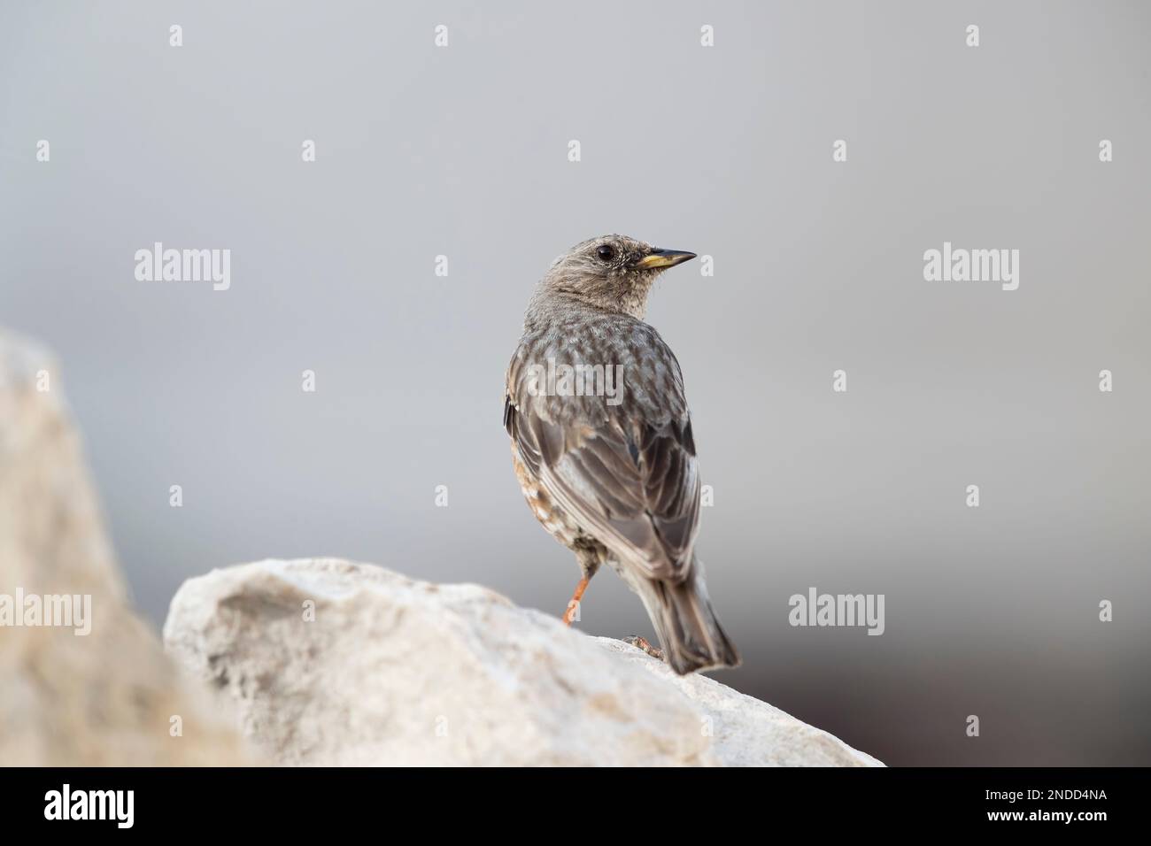 Alpine Accentor (Prunella collaris), a bird that lives at high altitude ...