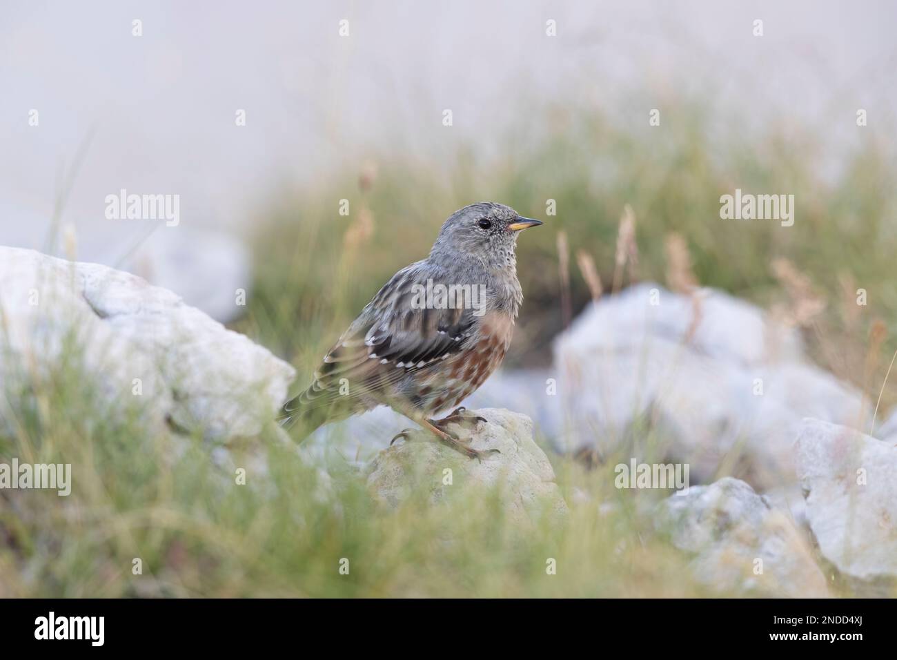 Alpine Accentor (Prunella collaris), a bird that lives at high altitude ...