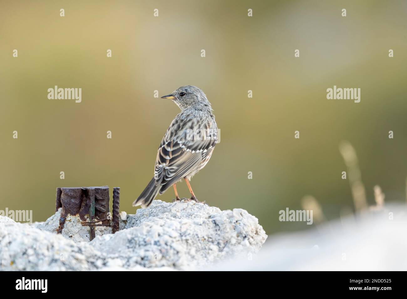 Alpine Accentor (Prunella collaris), a bird that lives at high altitude ...