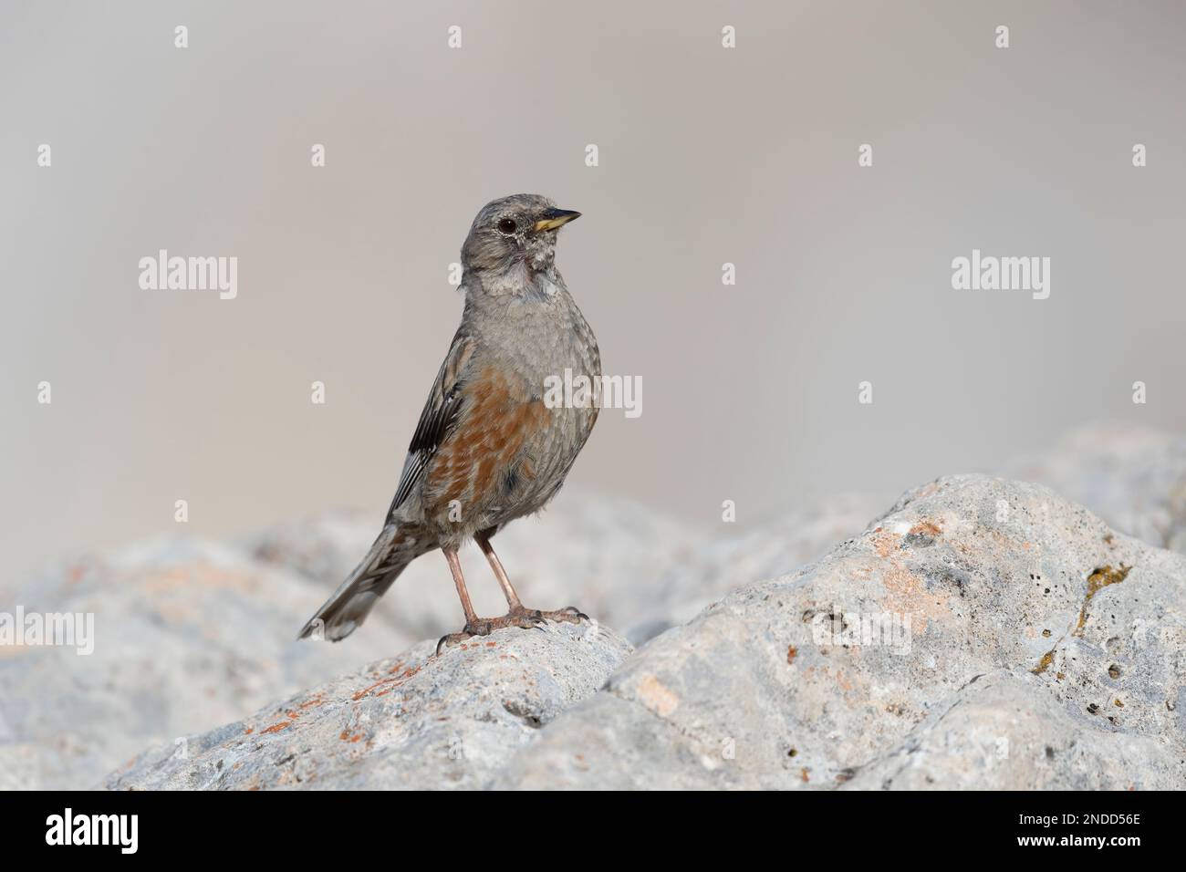 Alpine Accentor (Prunella collaris), a bird that lives at high altitude ...
