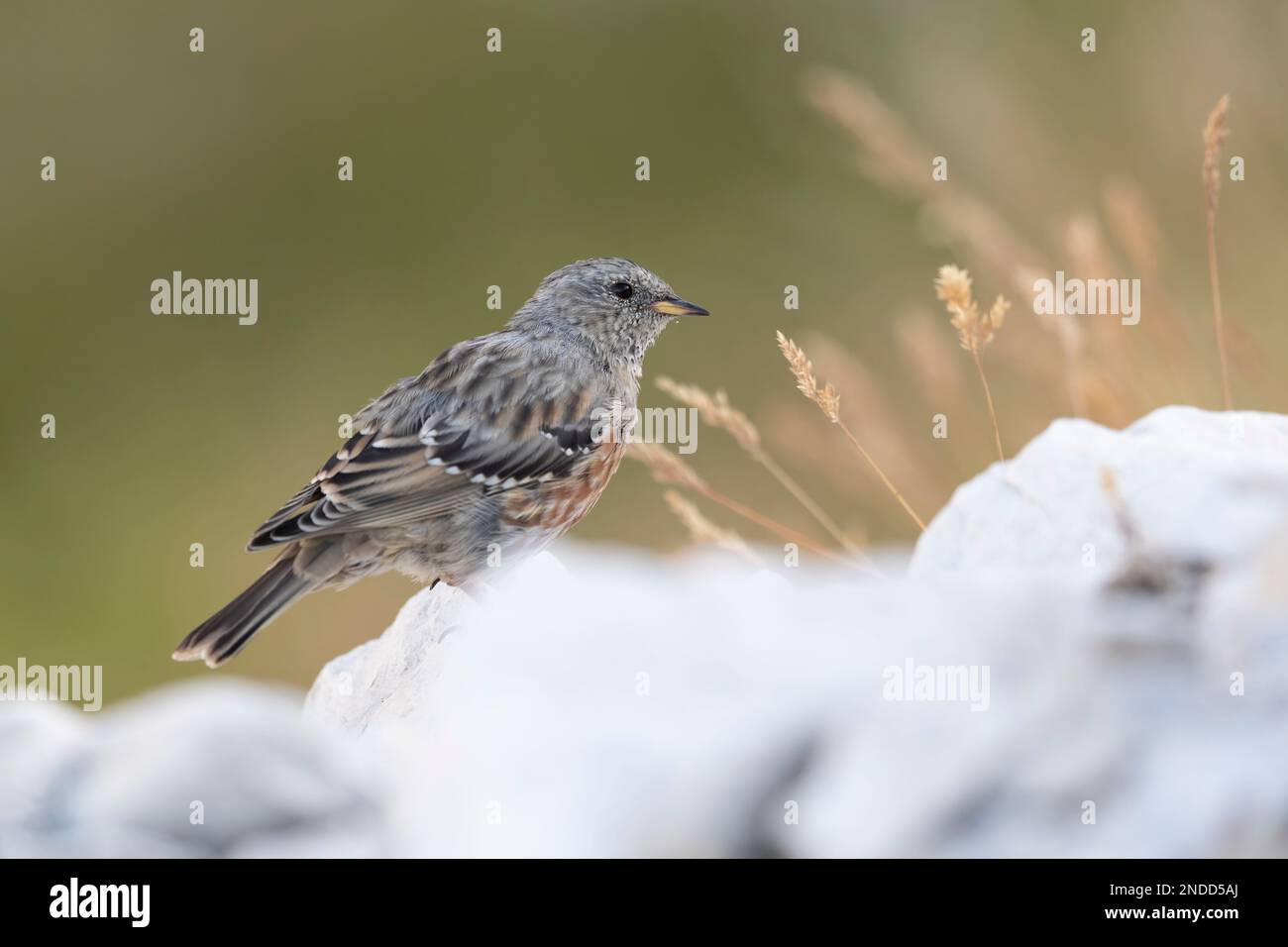 Alpine Accentor (Prunella collaris), a bird that lives at high altitude ...