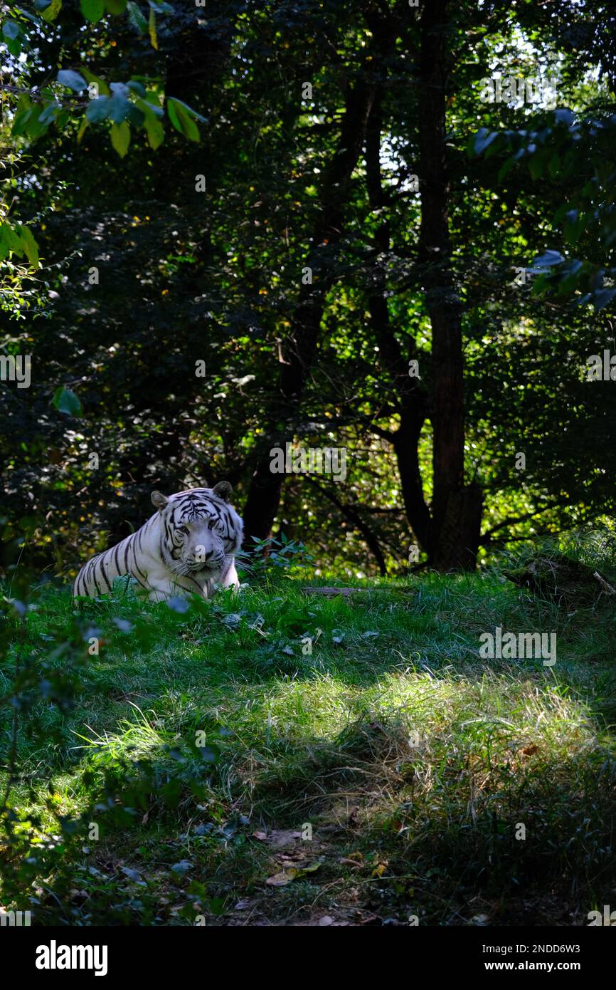 Tiger in zoo wildlife hi-res stock photography and images - Alamy