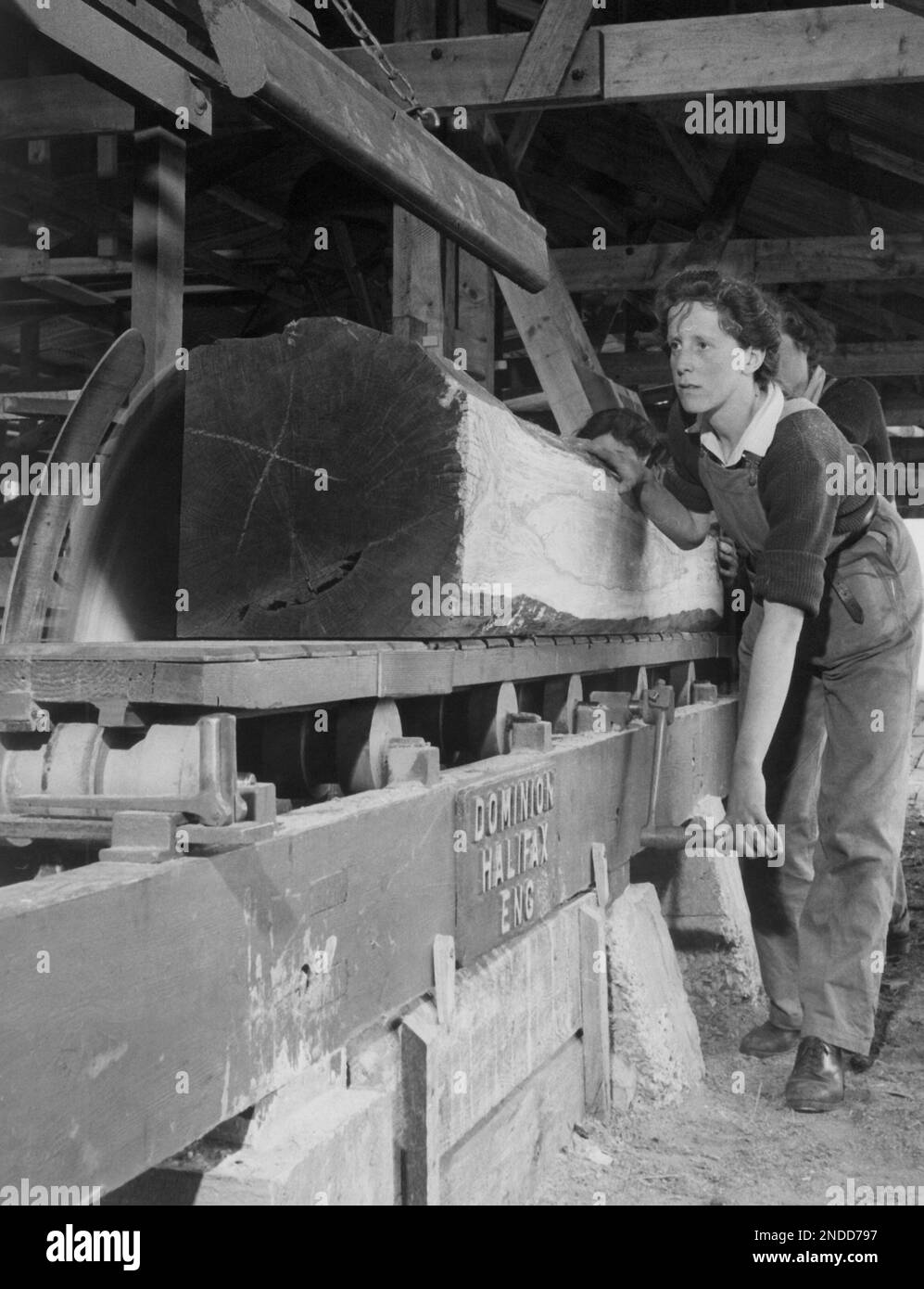 One of the girls of the Womens Timber Corps at work in the sawmill ...