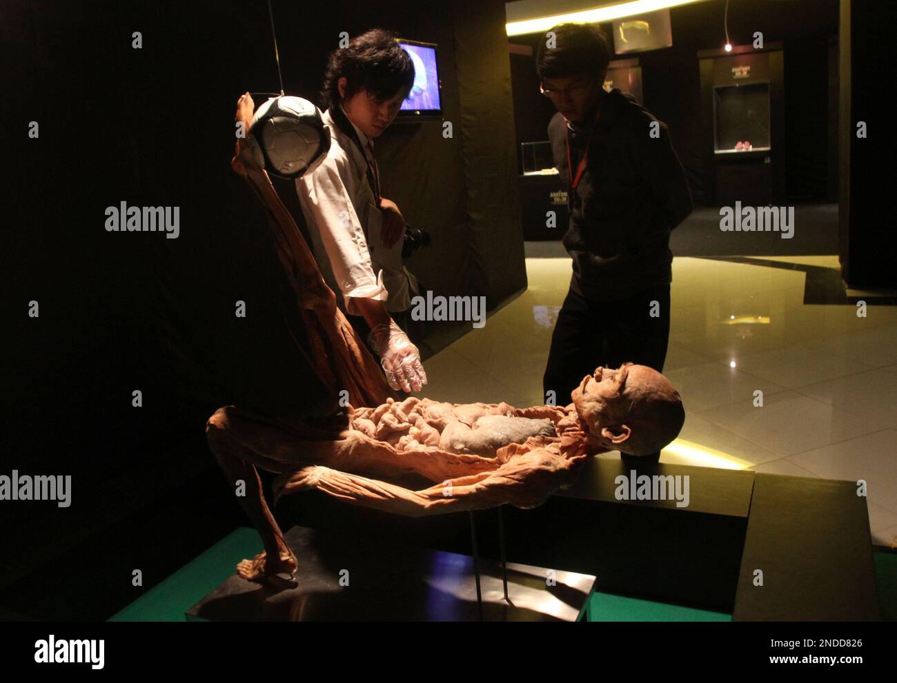 Visitors examine a preserved human body at "The Anatomy Show" in ...